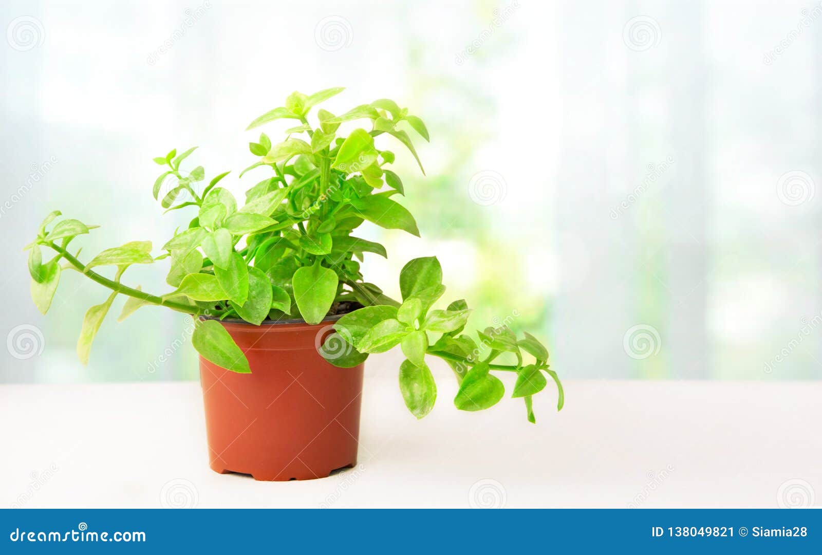 Flower in a Pot on the Table, Background Stock Image - Image of decor ...