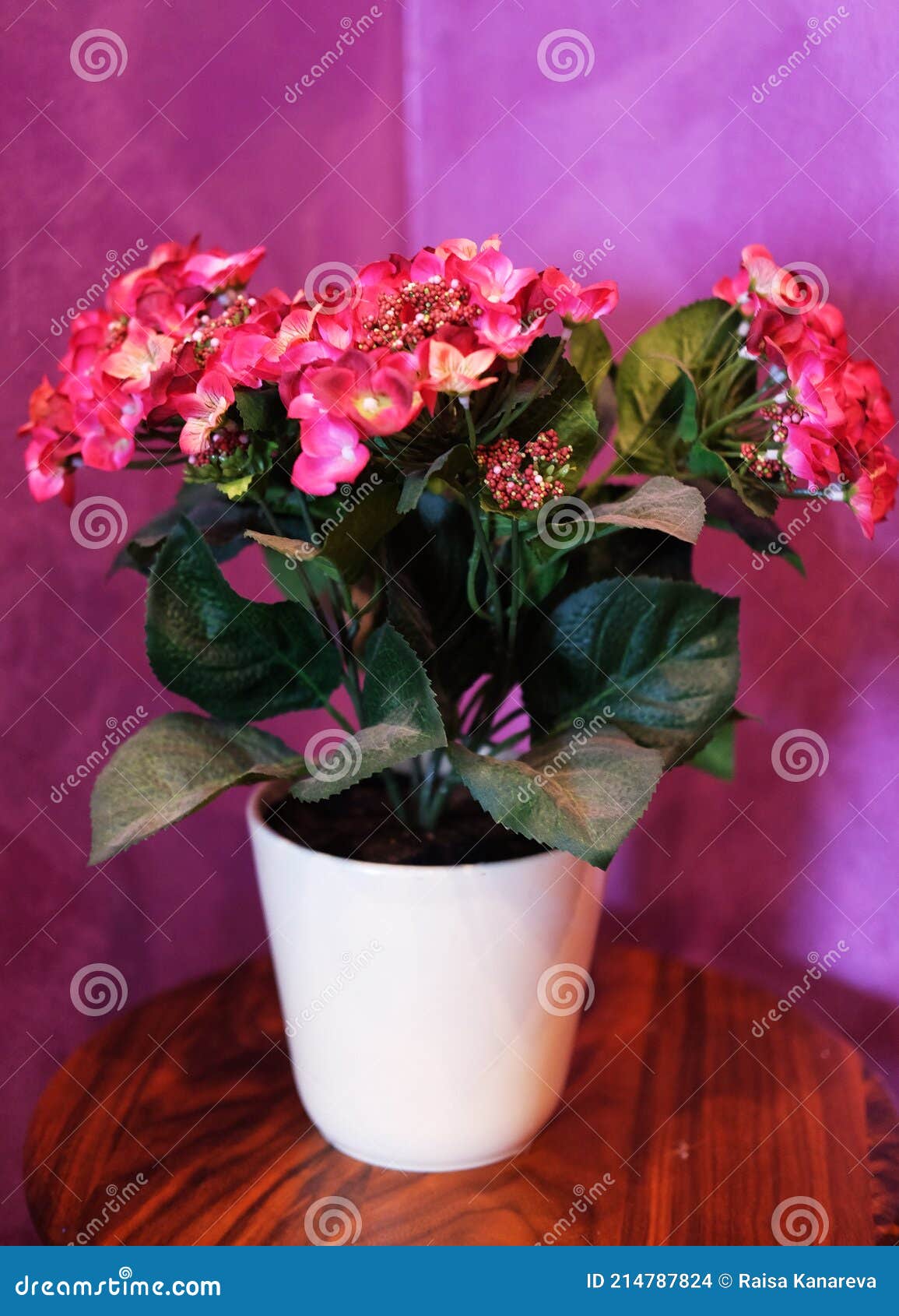 Flower pot on the table stock photo. Image of closeup - 214787824