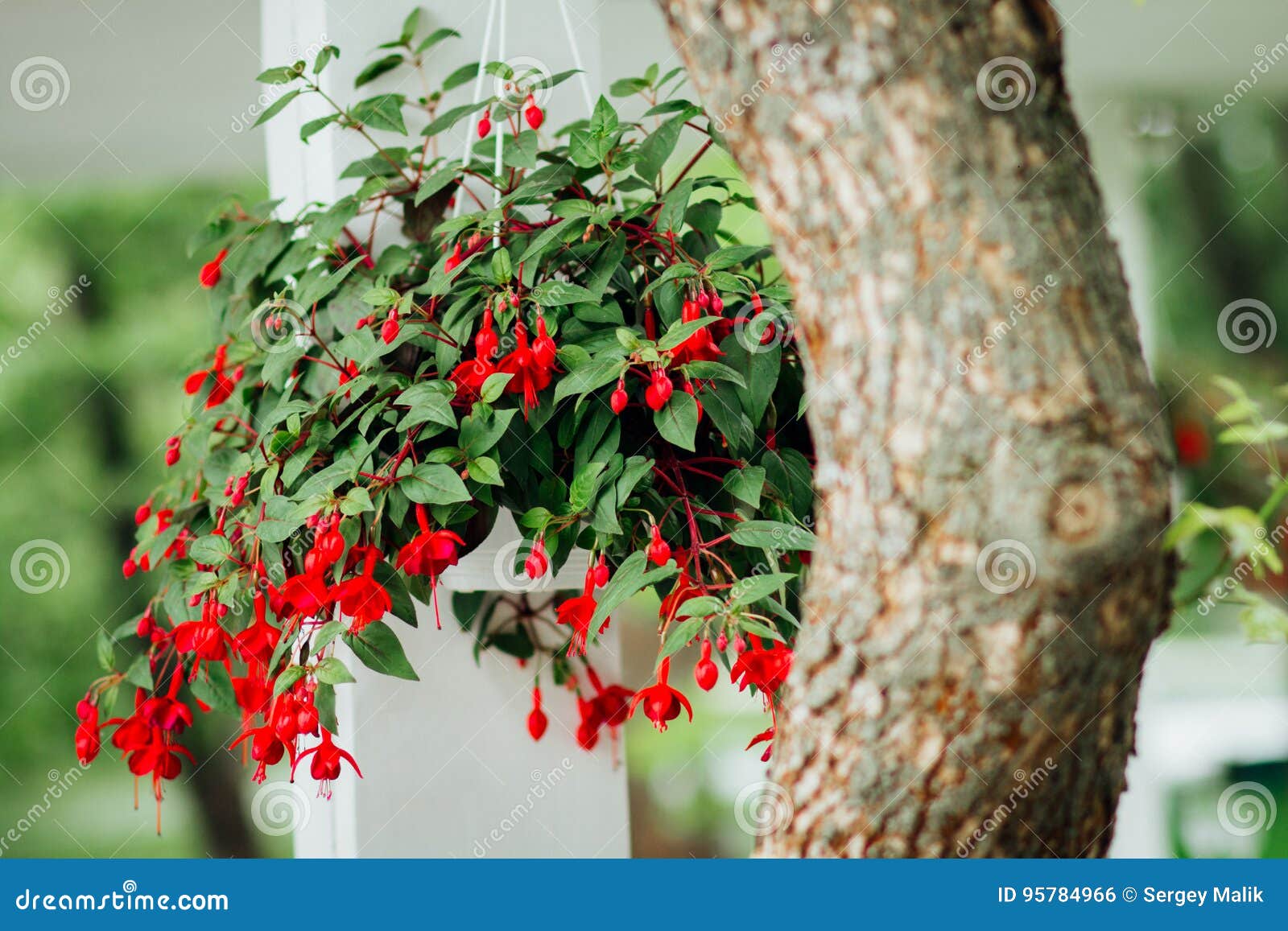 Flower pot on the tree stock photo. Image of flowerpot - 95784966