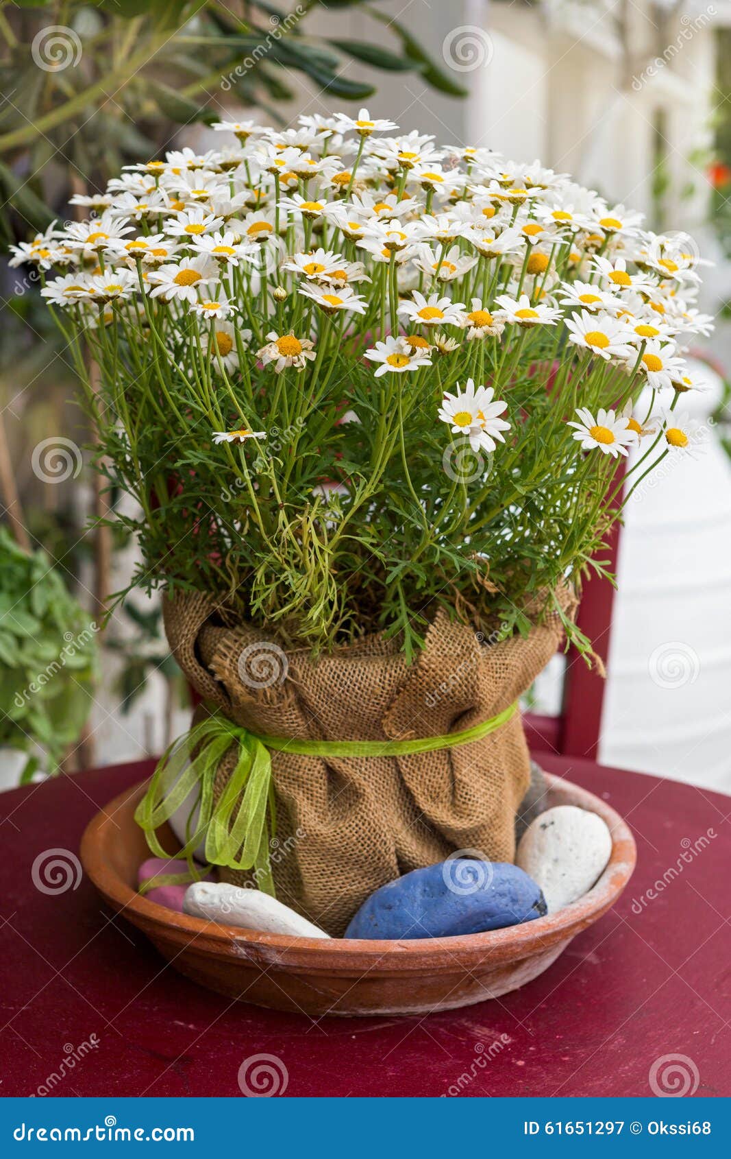 Flower Pot with White Daisies Stock Image - Image of blossom, chamomile ...