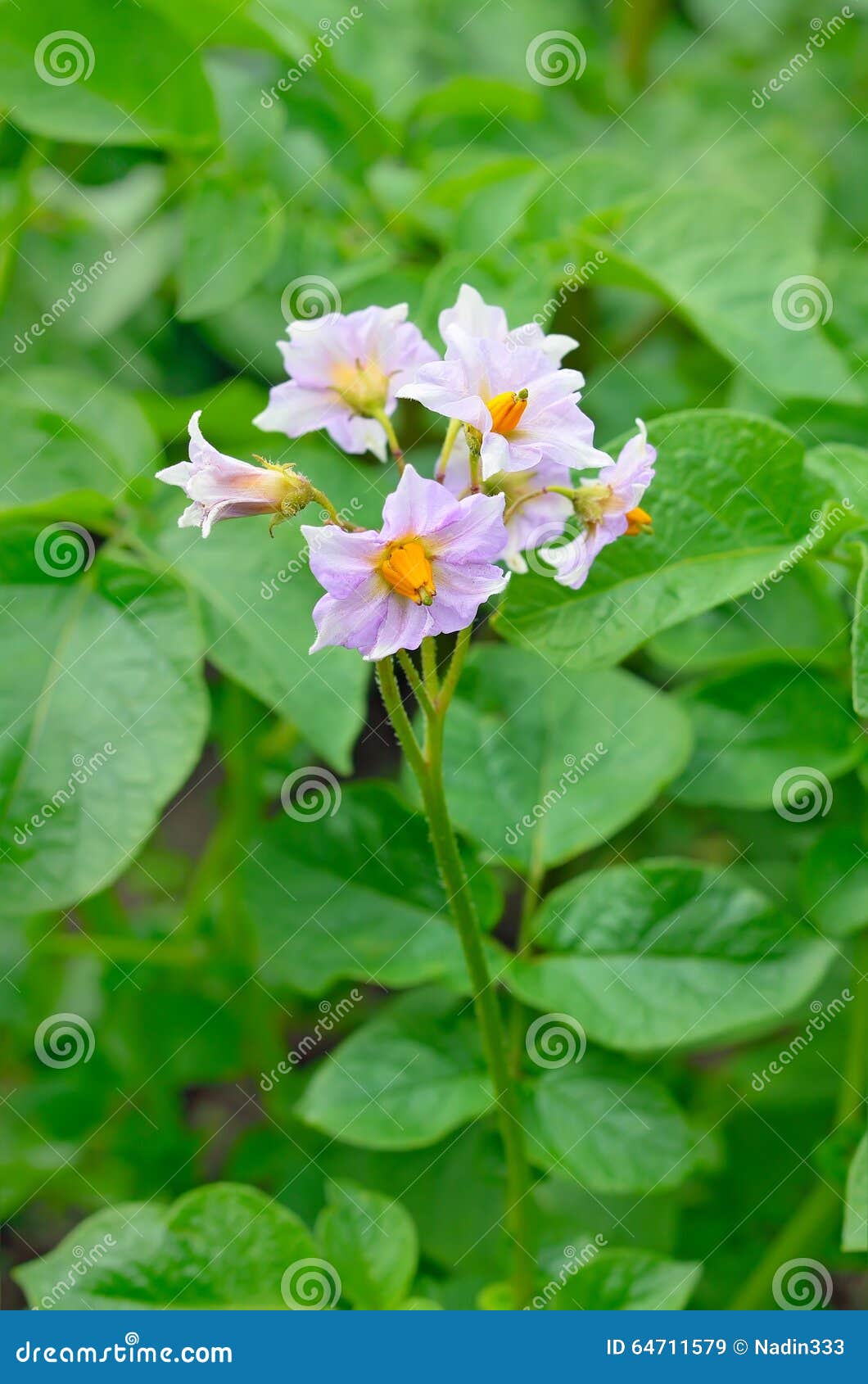 The flower of potato plant stock image. Image of herb - 64711579