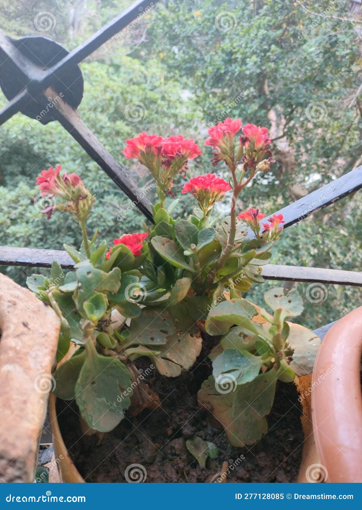 Flower Pots from Balcony Red Colour Stock Image - Image of flower ...