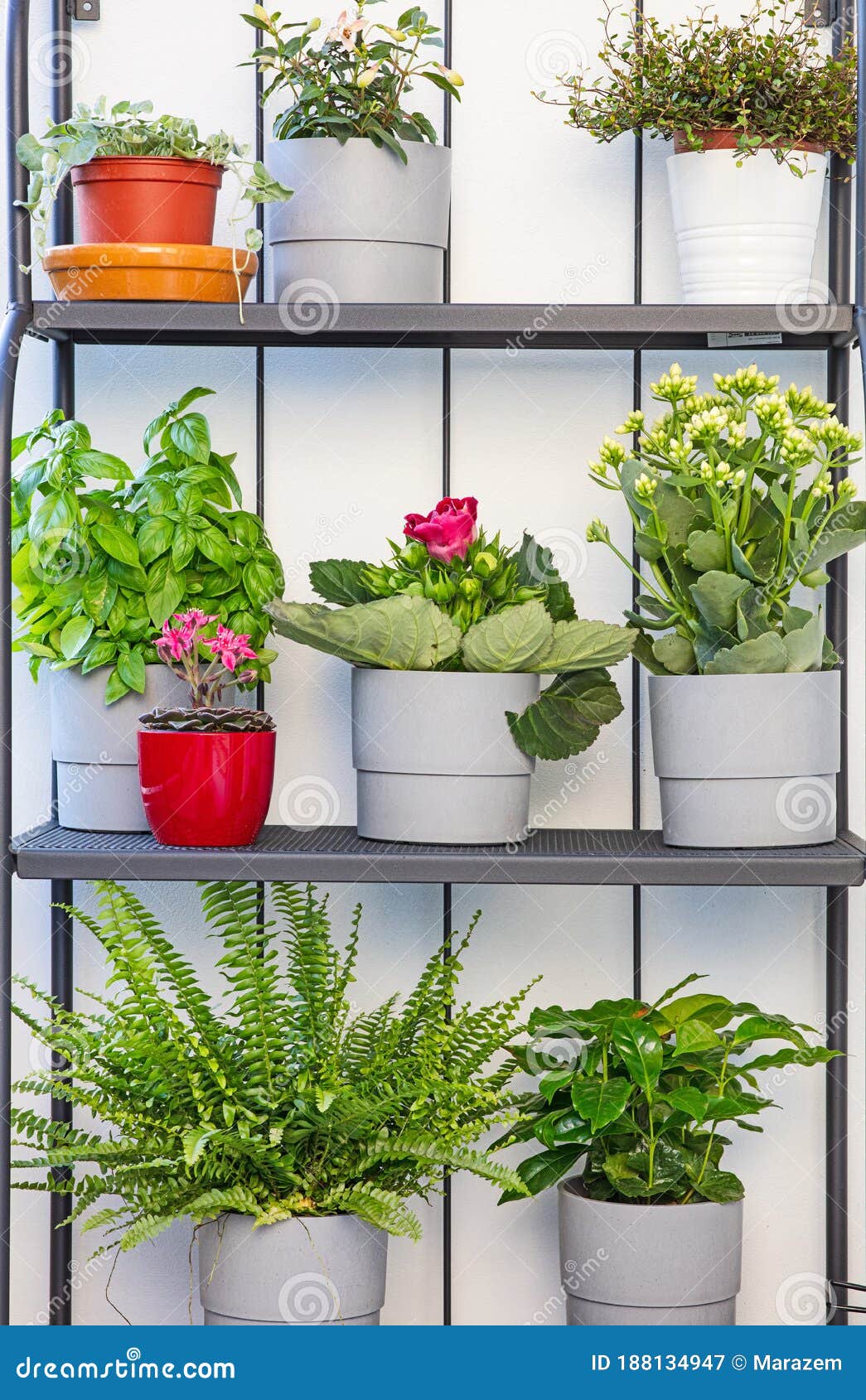 Flower pots on the balcony stock image. Image of botany - 188134947