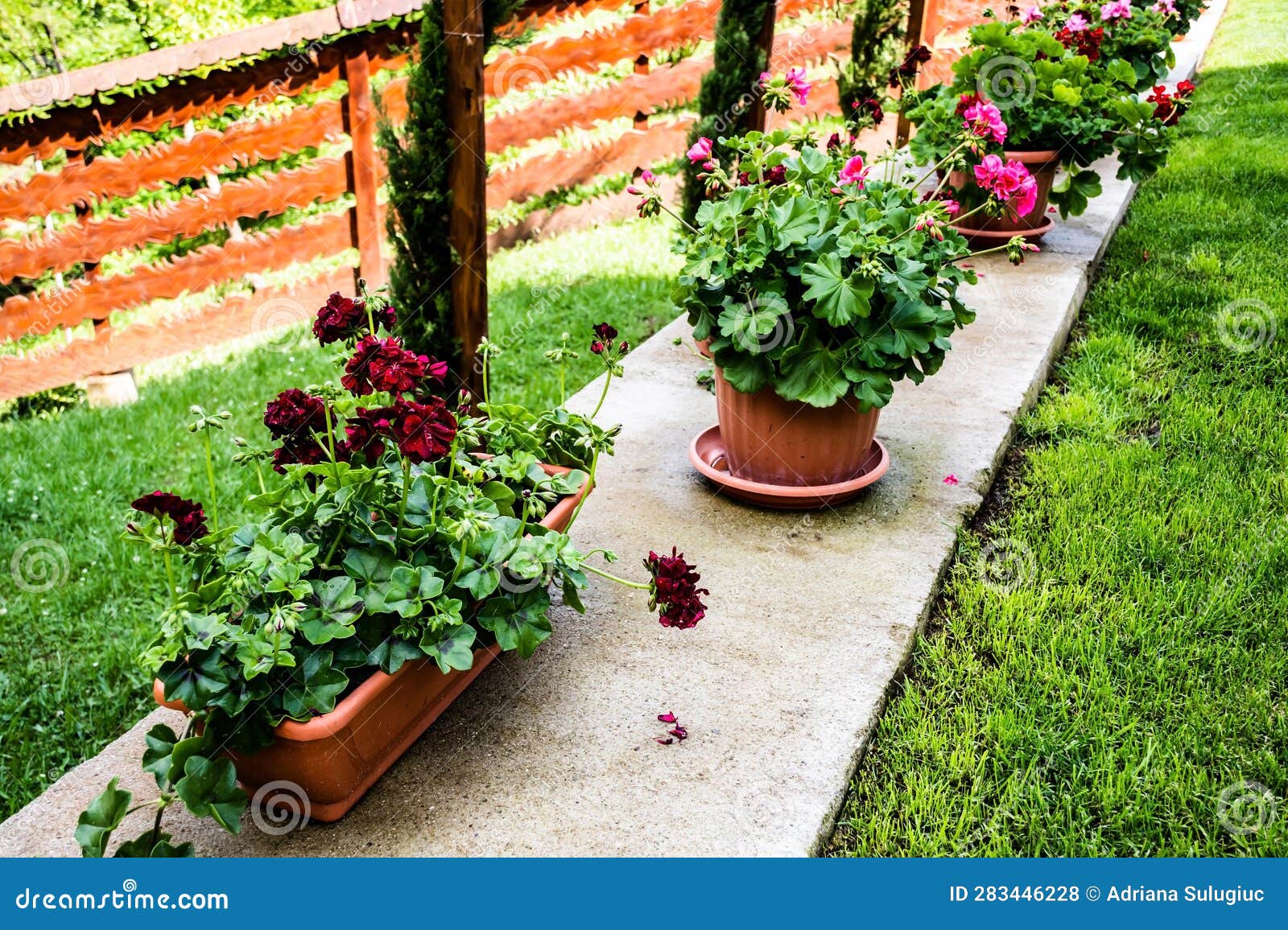 Flower pots with geraniums stock photo. Image of background - 283446228