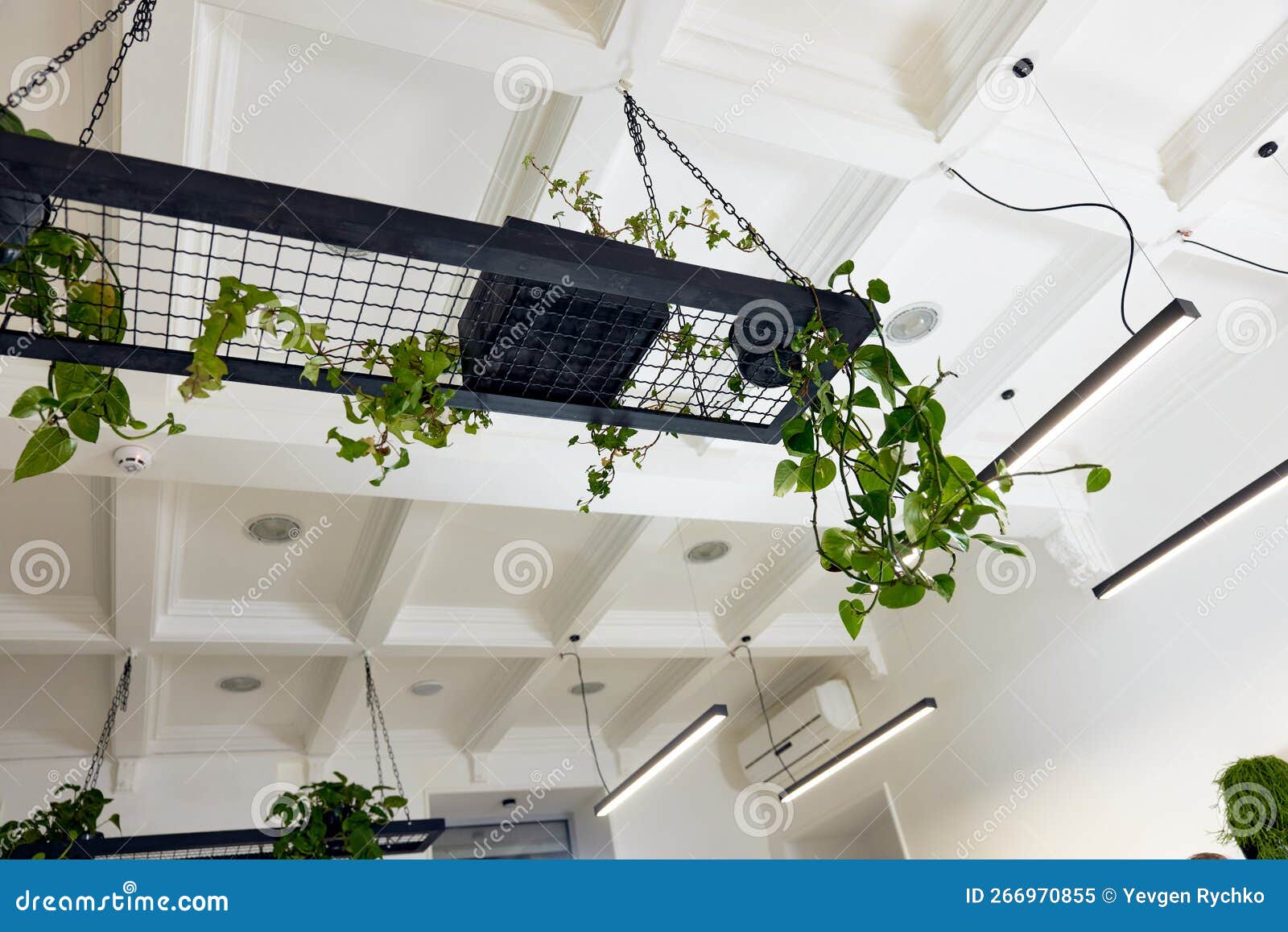 Flower Pots with Green Plants Hanging from the Ceiling Stock Image ...
