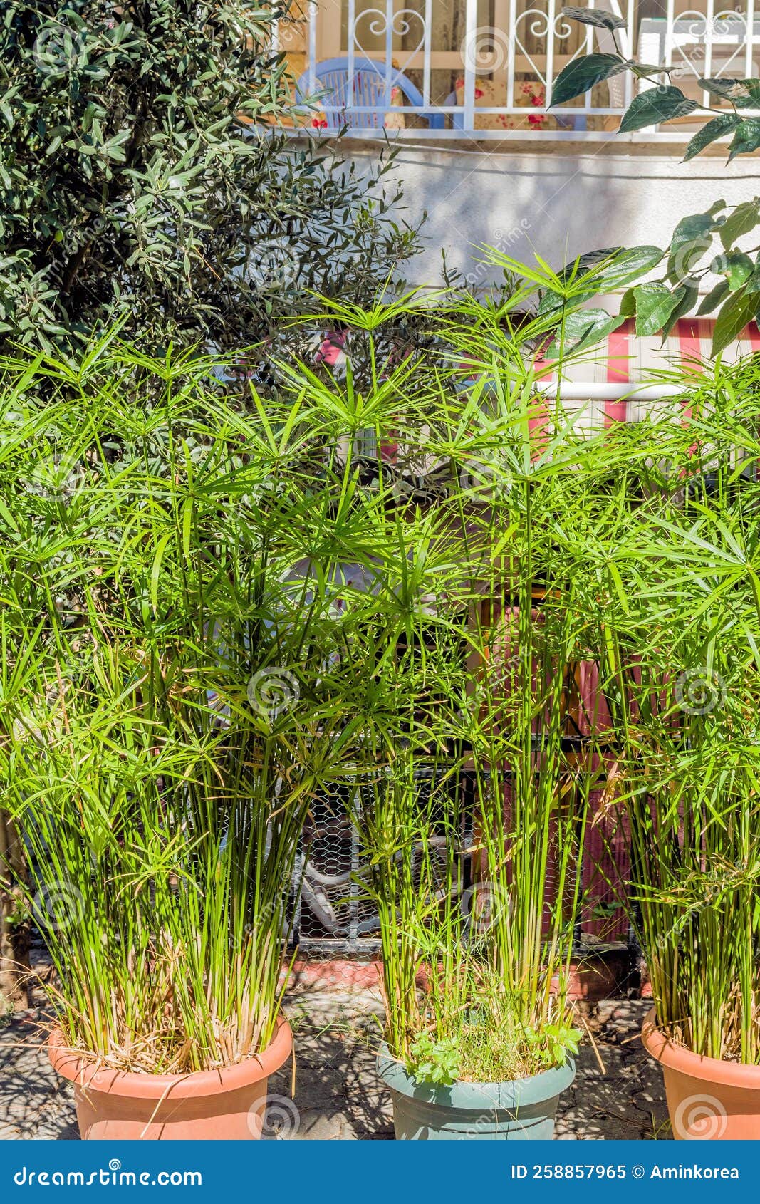 Flower Pots Growing Cyperus Papyrus Stock Image - Image of cyperus ...