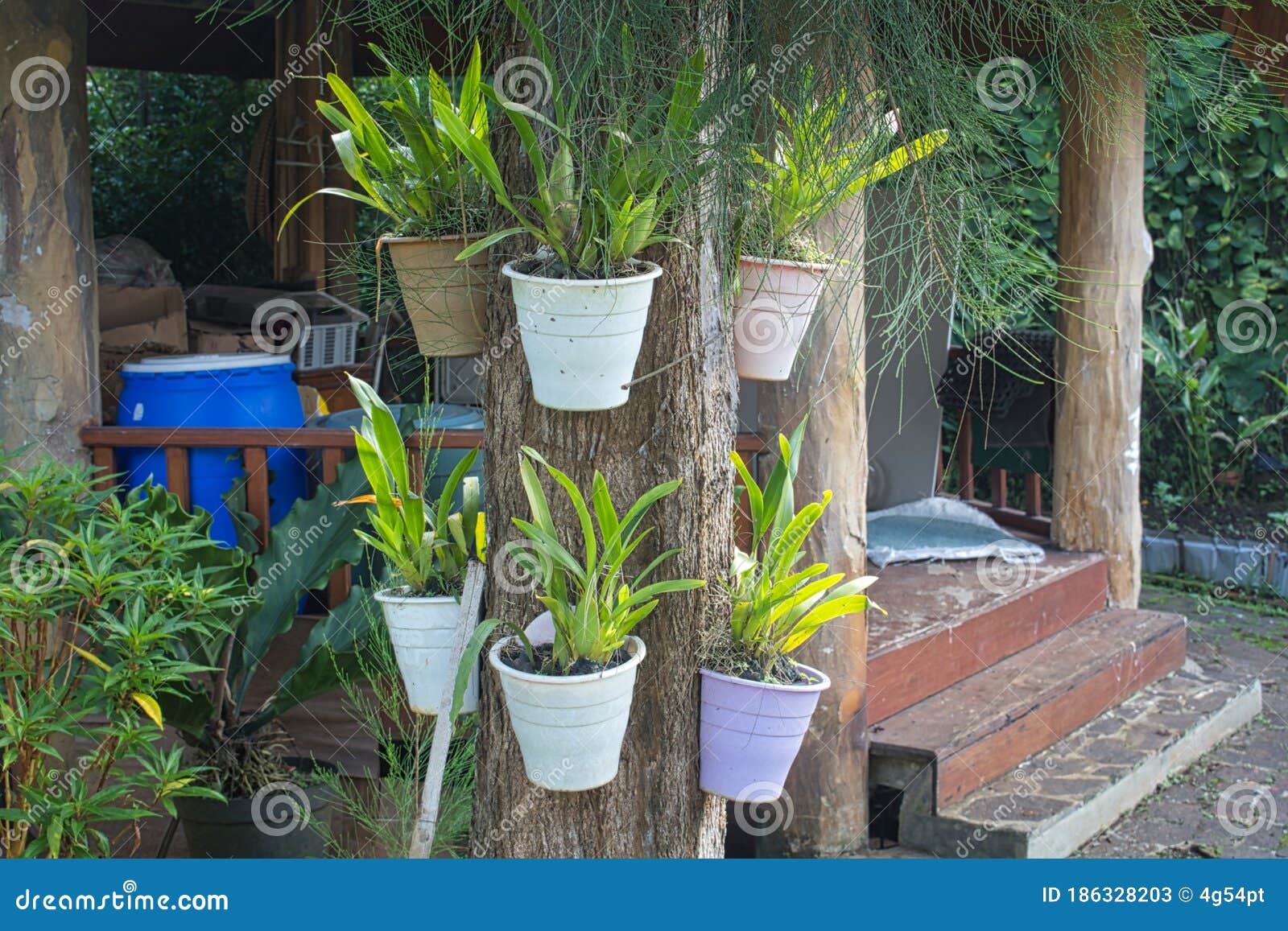 Flower Pots Hanging on the Tree Stock Image - Image of hanging, botany ...