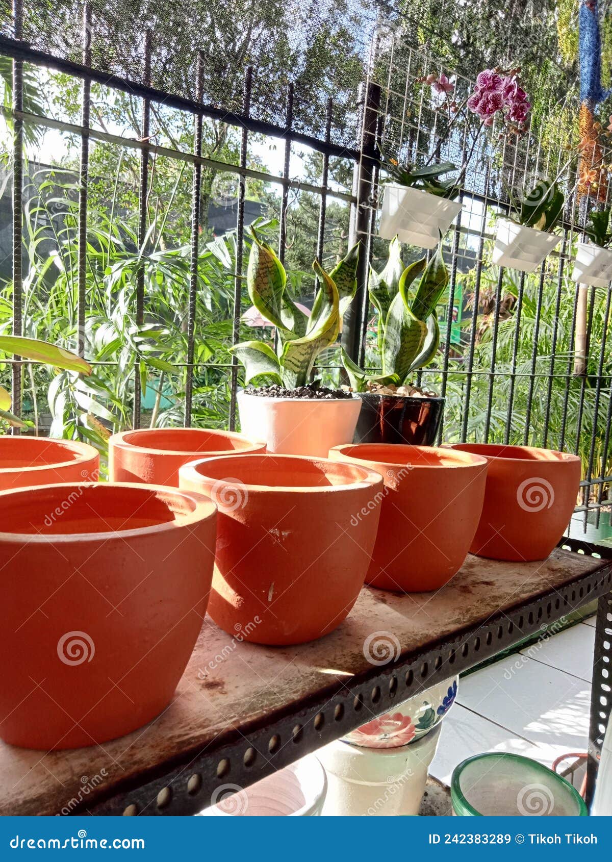 Flower Pots Lined Up on the Shelf Stock Image - Image of flower, shelt ...