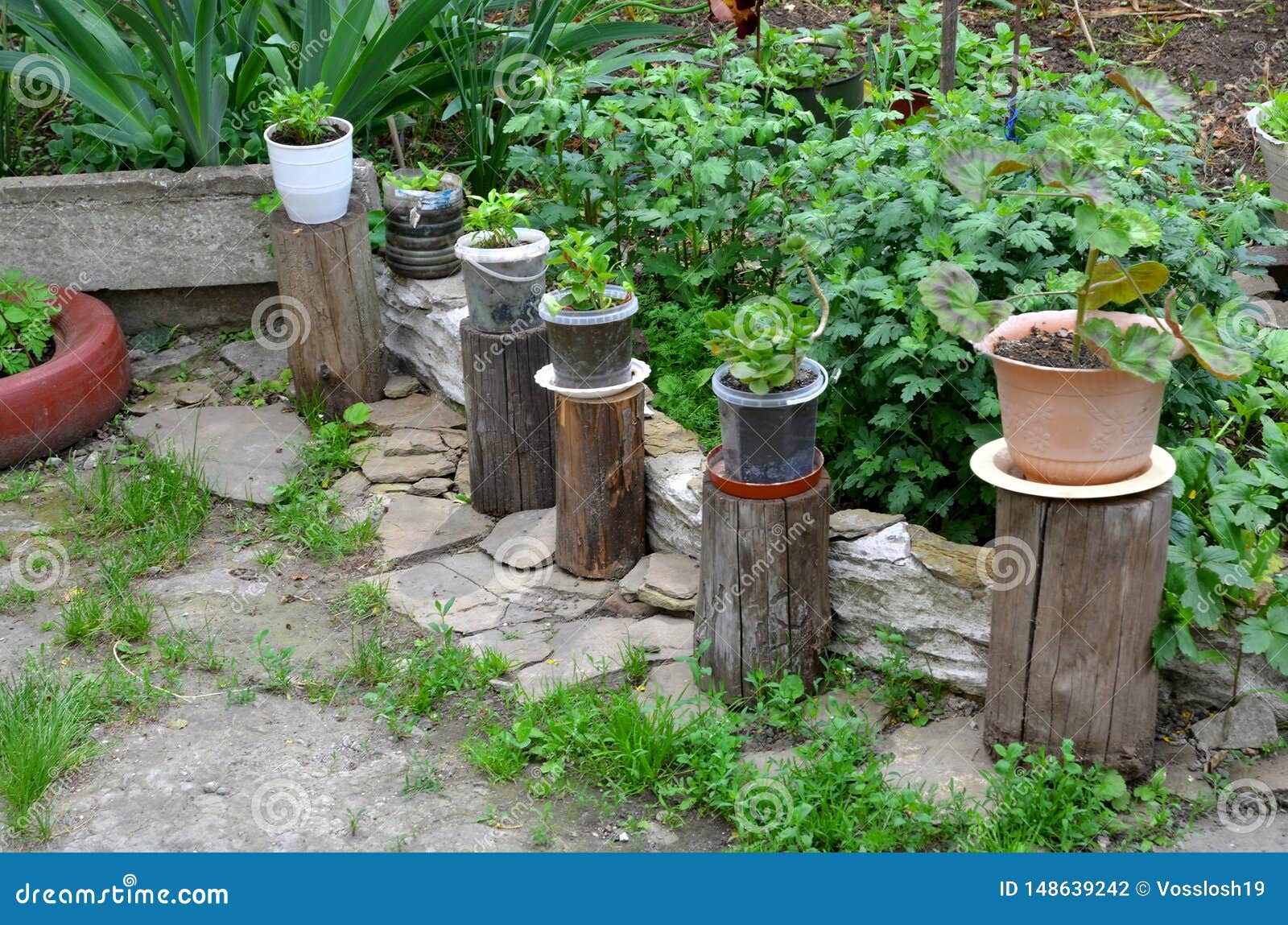Flower Pots Stand on Wooden Logs, As an Element of Landscape Design ...