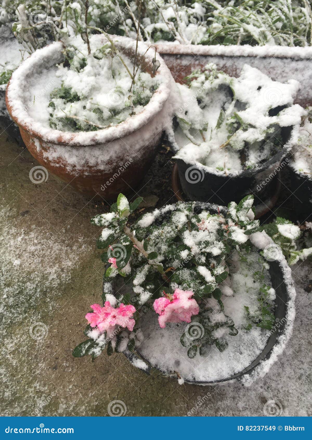 Flower pots under snow stock image. Image of crystal - 82237549