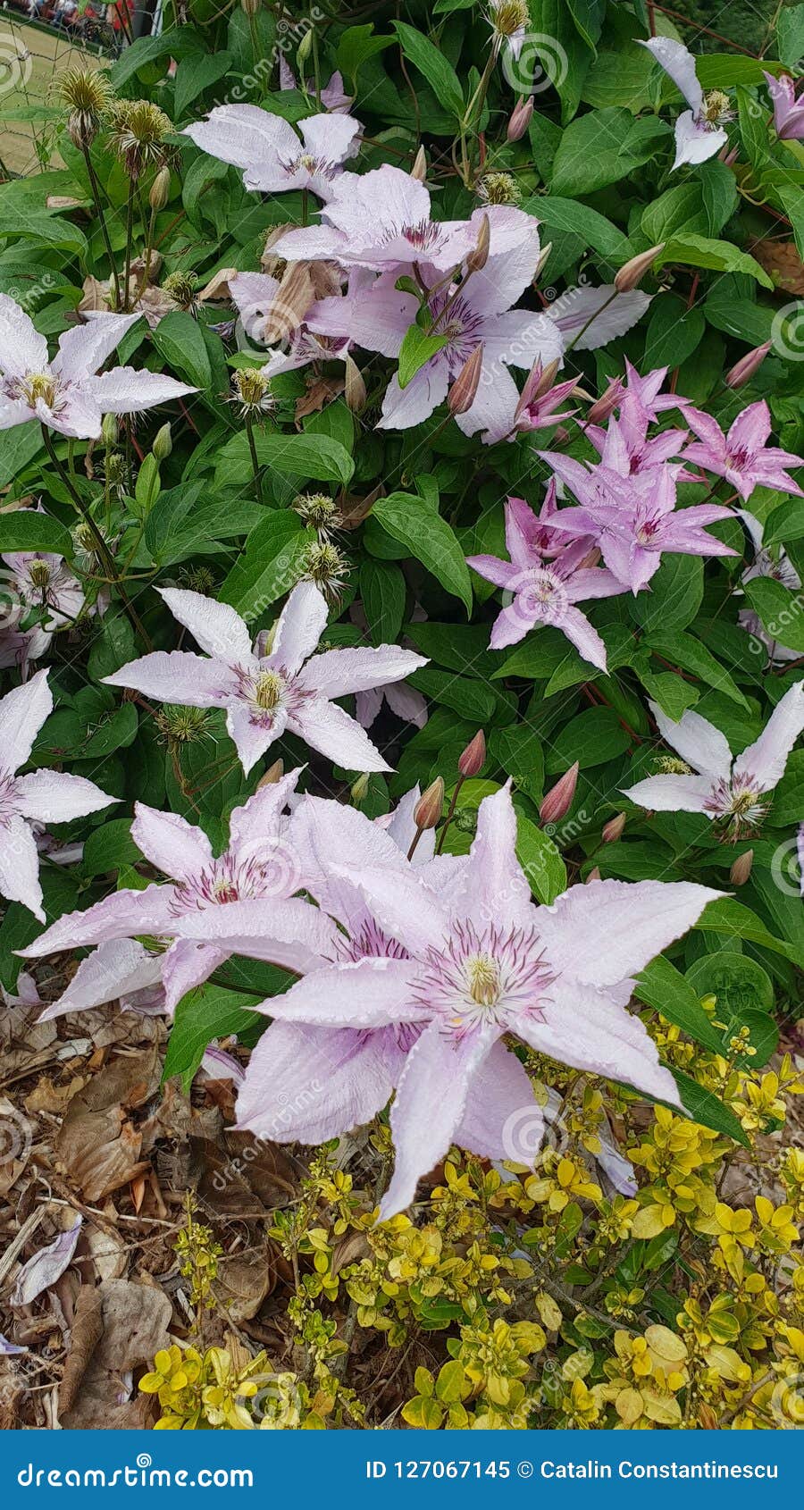 Flower stock image. Image of powder, pink, green, nature - 127067145