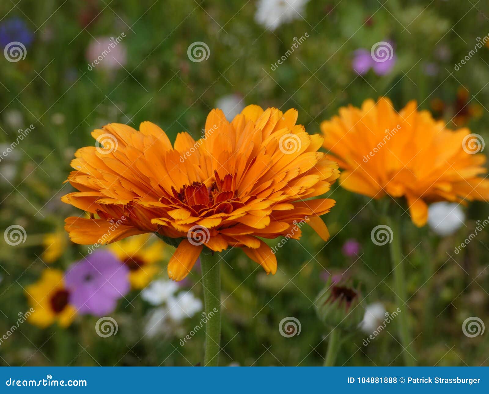 Flower power photo stock. Image du pouvoir, nature, fleur - 104881888
