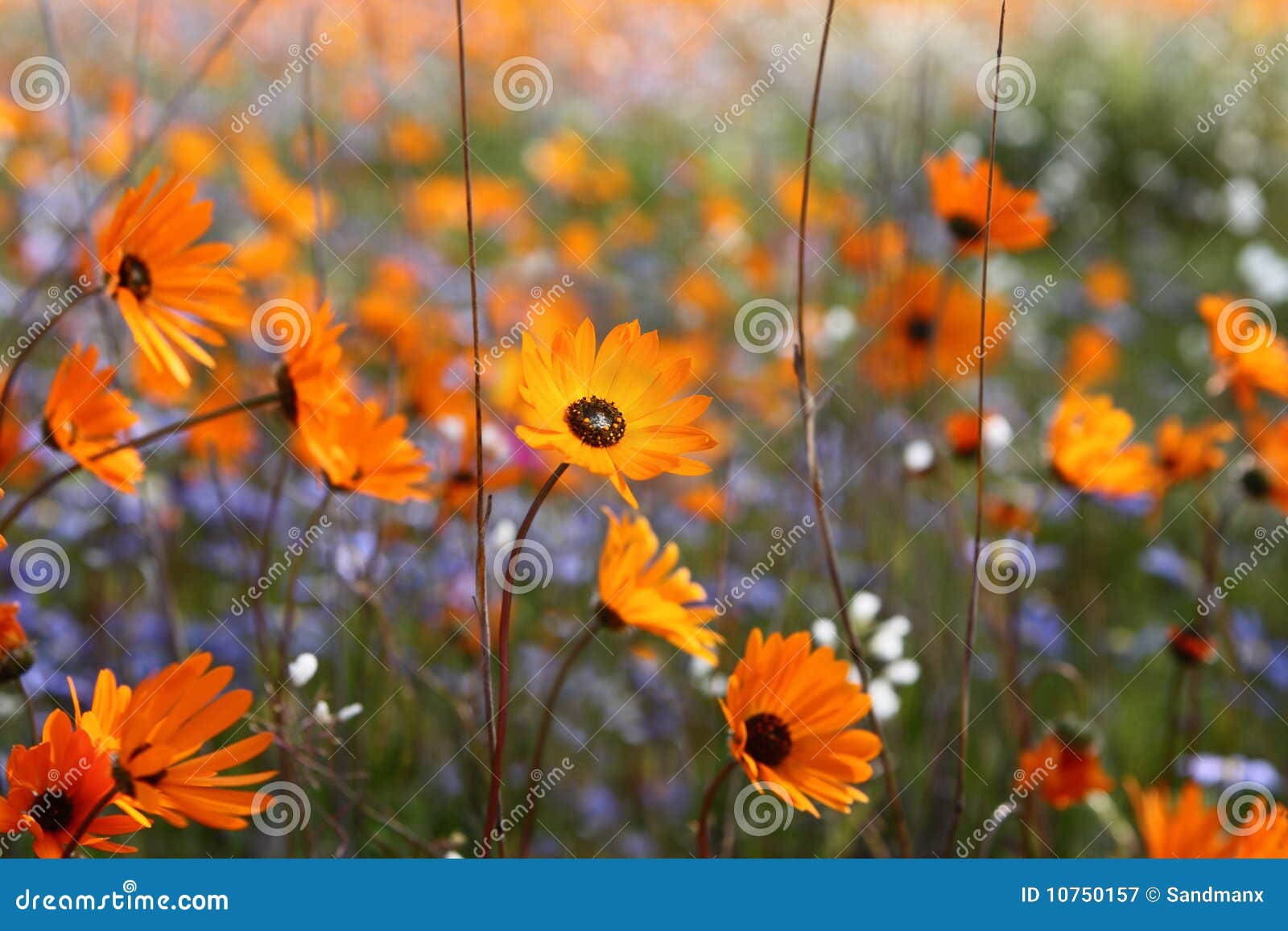 Flower power stock image. Image of namakwa, dimorphotheca - 10750157