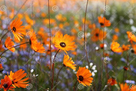 Flower power stock image. Image of namakwa, dimorphotheca - 10750157