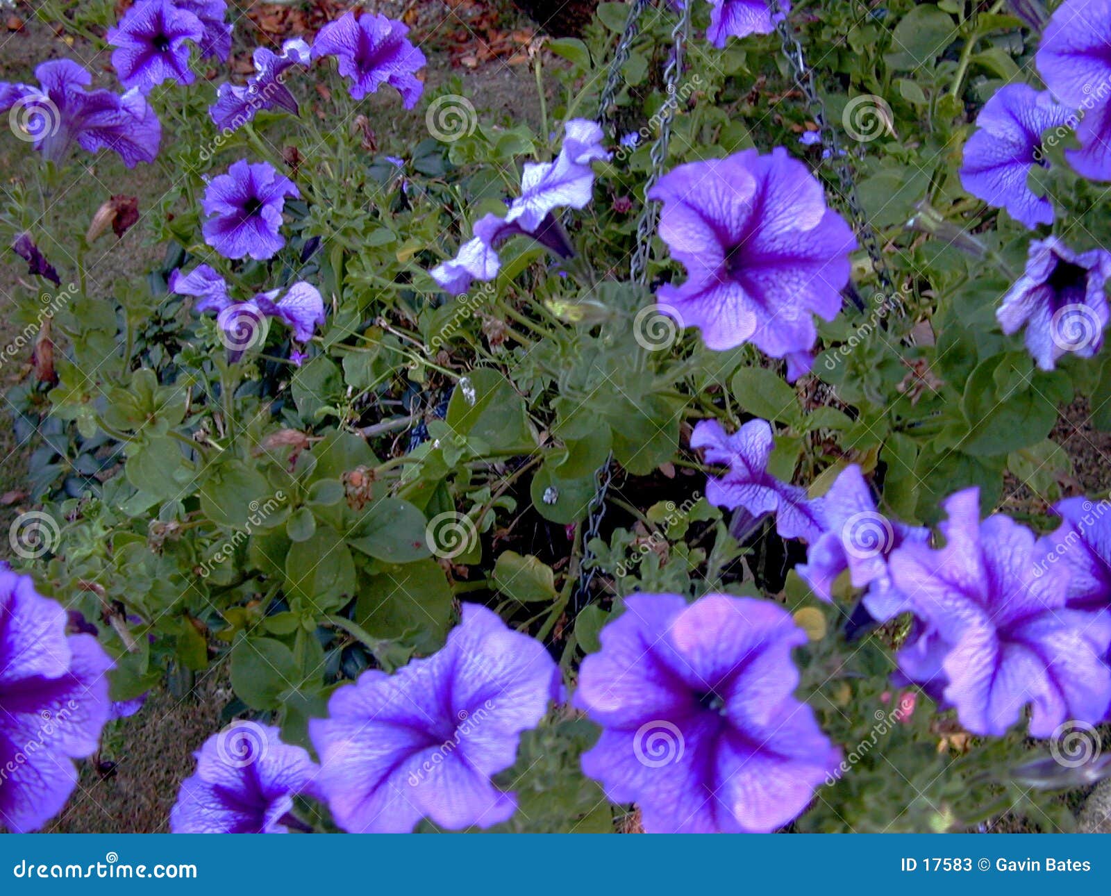 Flower power stock image. Image of petels, garden, flower - 17583