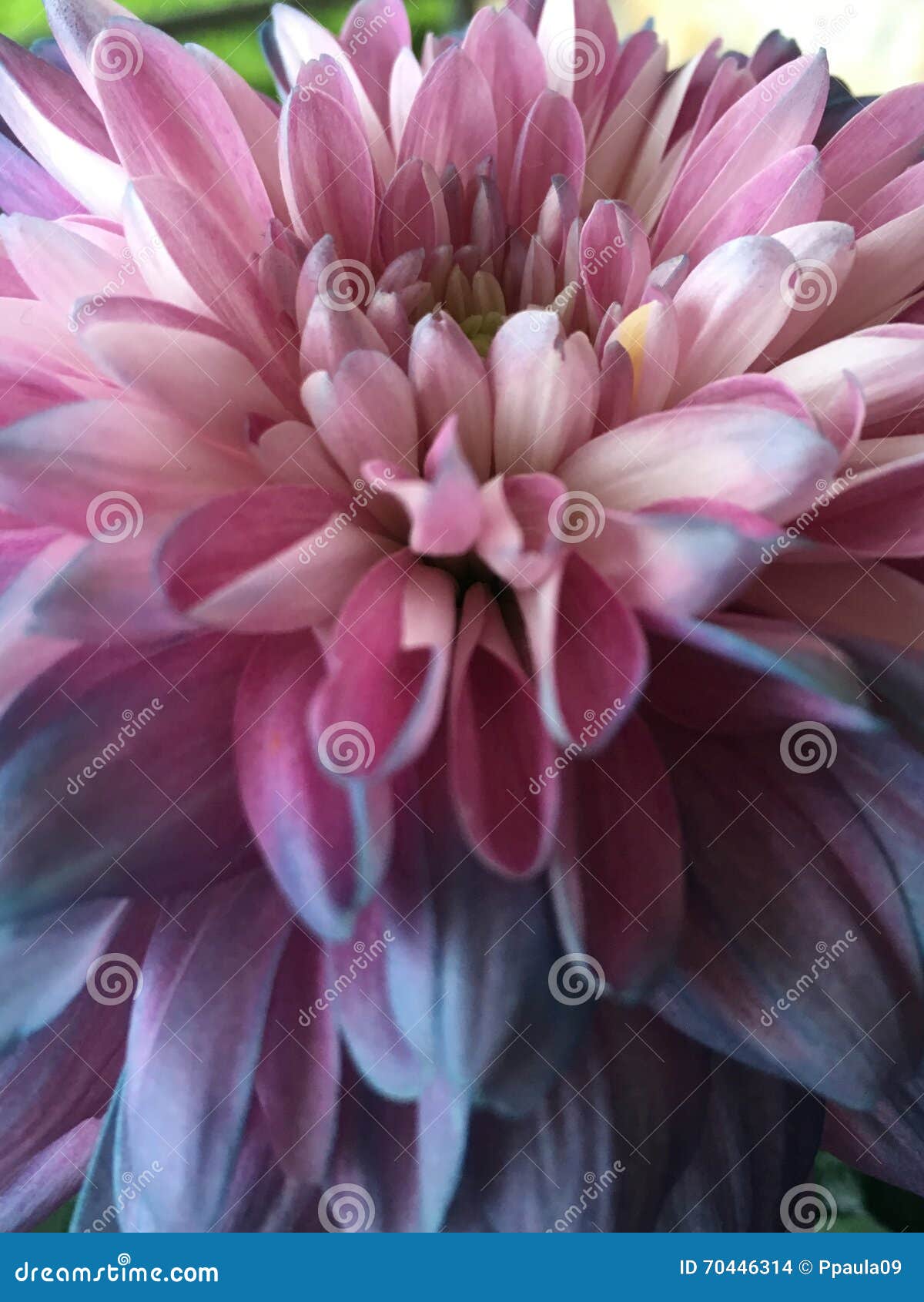 Flower power stock photo. Image of purple, colored, power - 70446314
