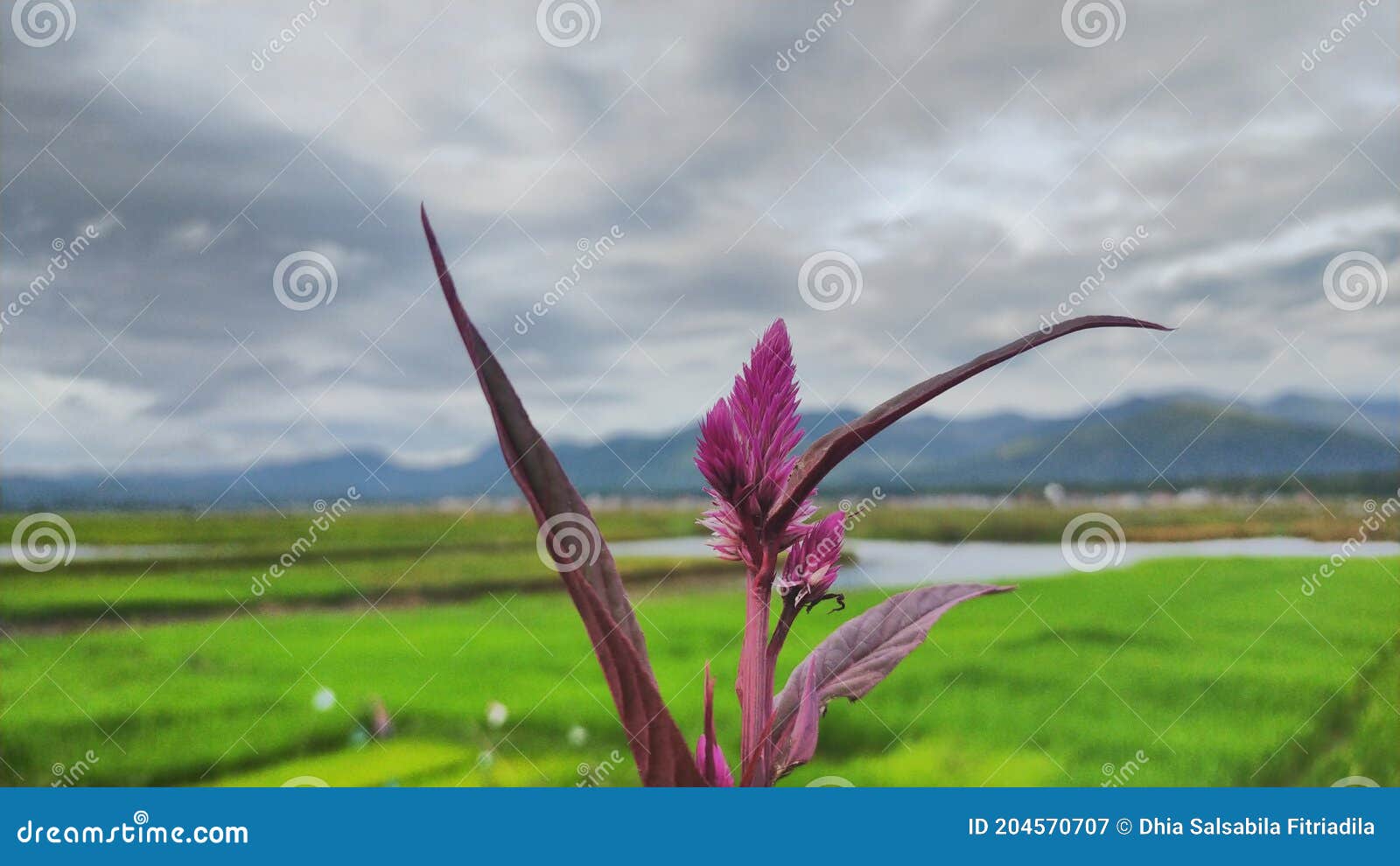 Flower power of purple stock image. Image of purple - 204570707