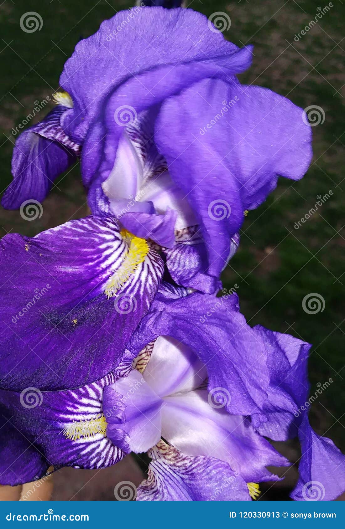 Flower power purple stock image. Image of purple, power - 120330913