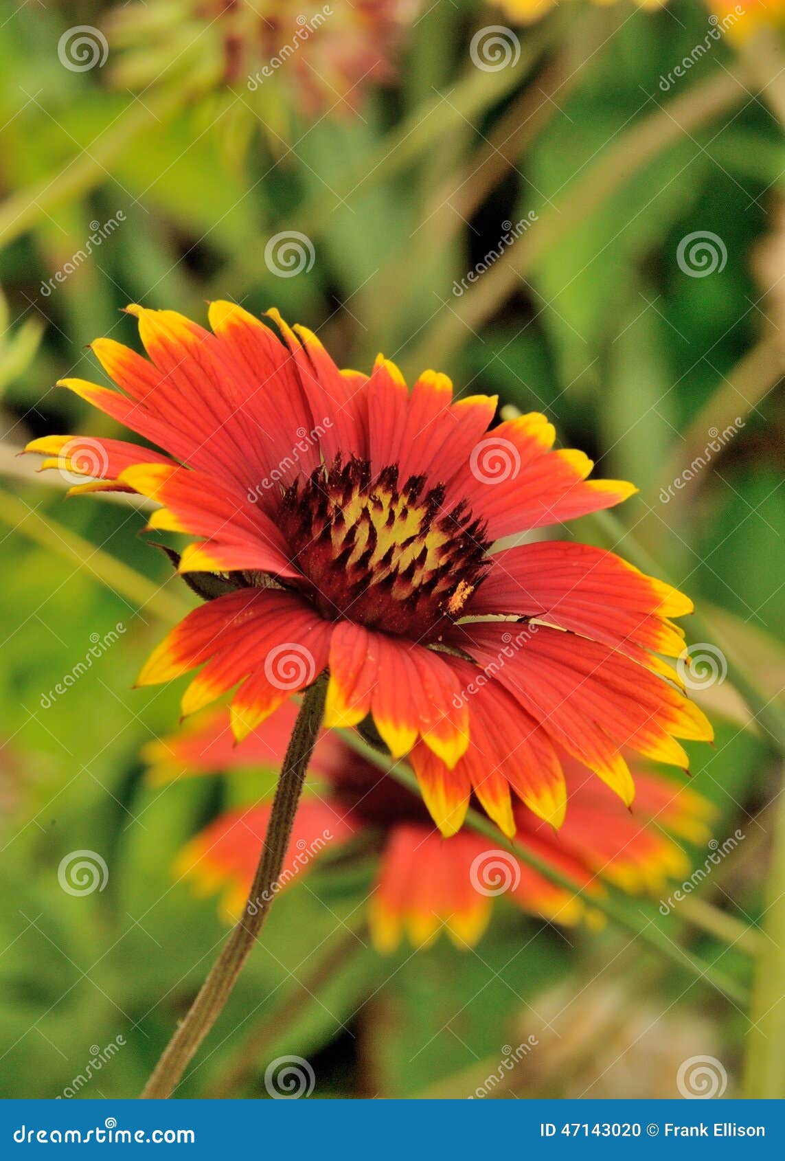 Flower Power stock photo. Image of leaves, beautiful - 47143020