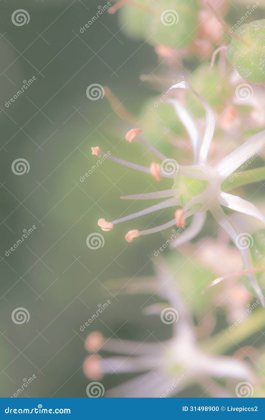 Flower power stock photo. Image of detail, organically - 31498900