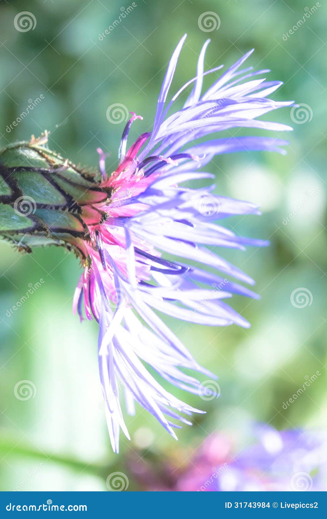 Flower power stock photo. Image of luxuriously, water - 31743984