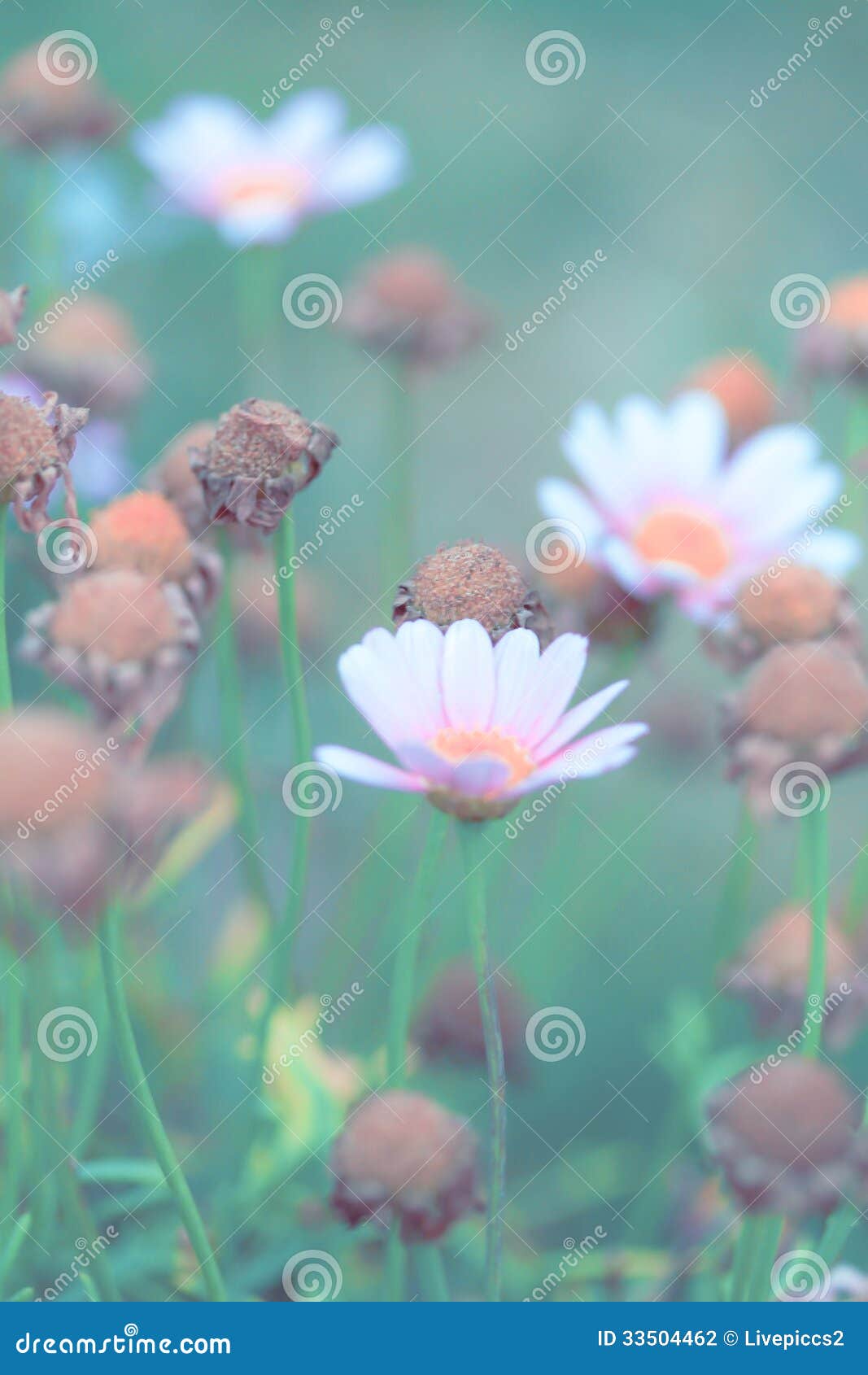Flower power stock photo. Image of botany, green, water - 33504462