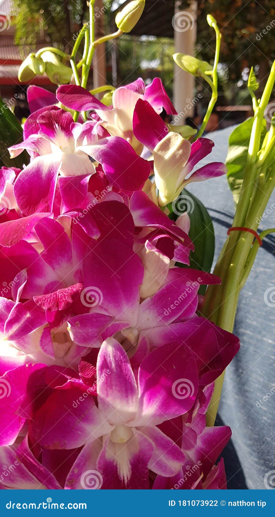 Flower for pray stock photo. Image of orchid, leaf, plant - 181073922
