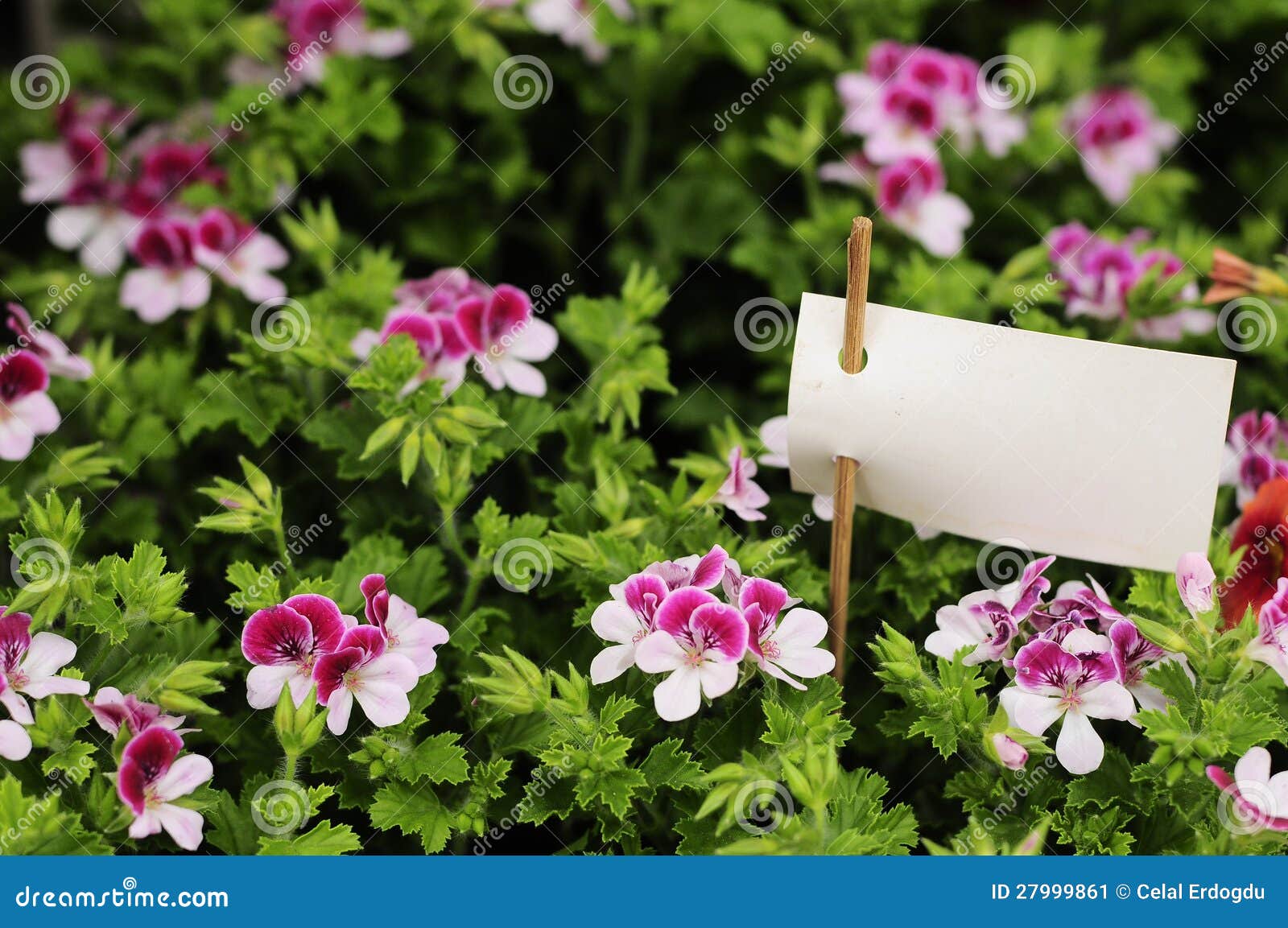 Flower and price tag stock image. Image of nature, beauty - 27999861