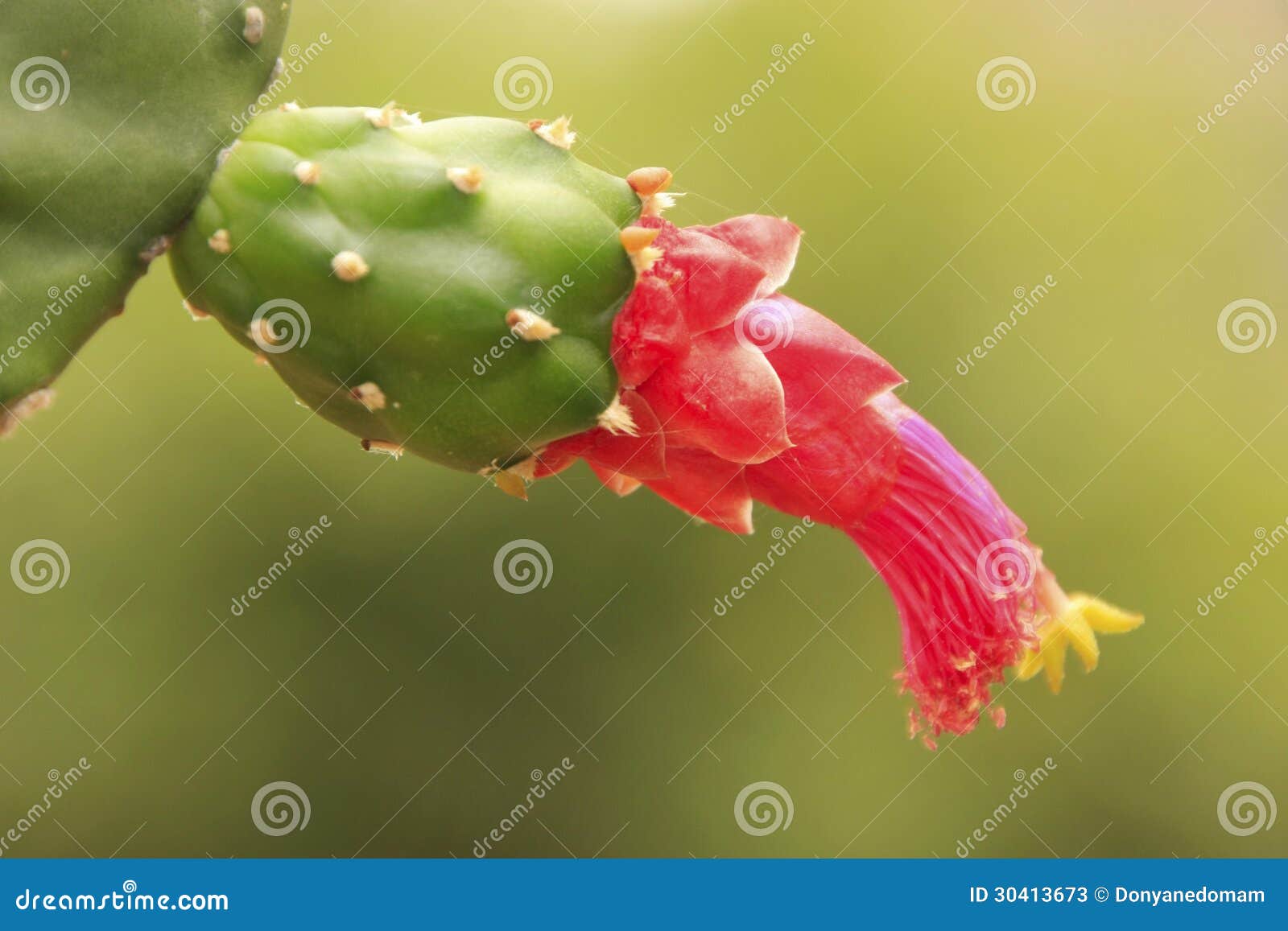Flower of Prickly Pear Cactus Stock Image - Image of pink, green: 30413673