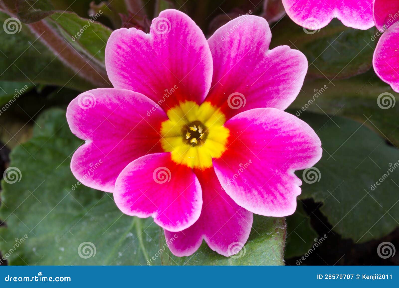 Flower of primula stock image. Image of pattern, flora - 28579707