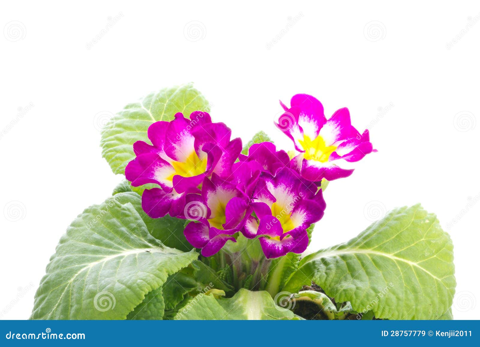 Flower of Primula stock image. Image of nature, delicacy - 28757779
