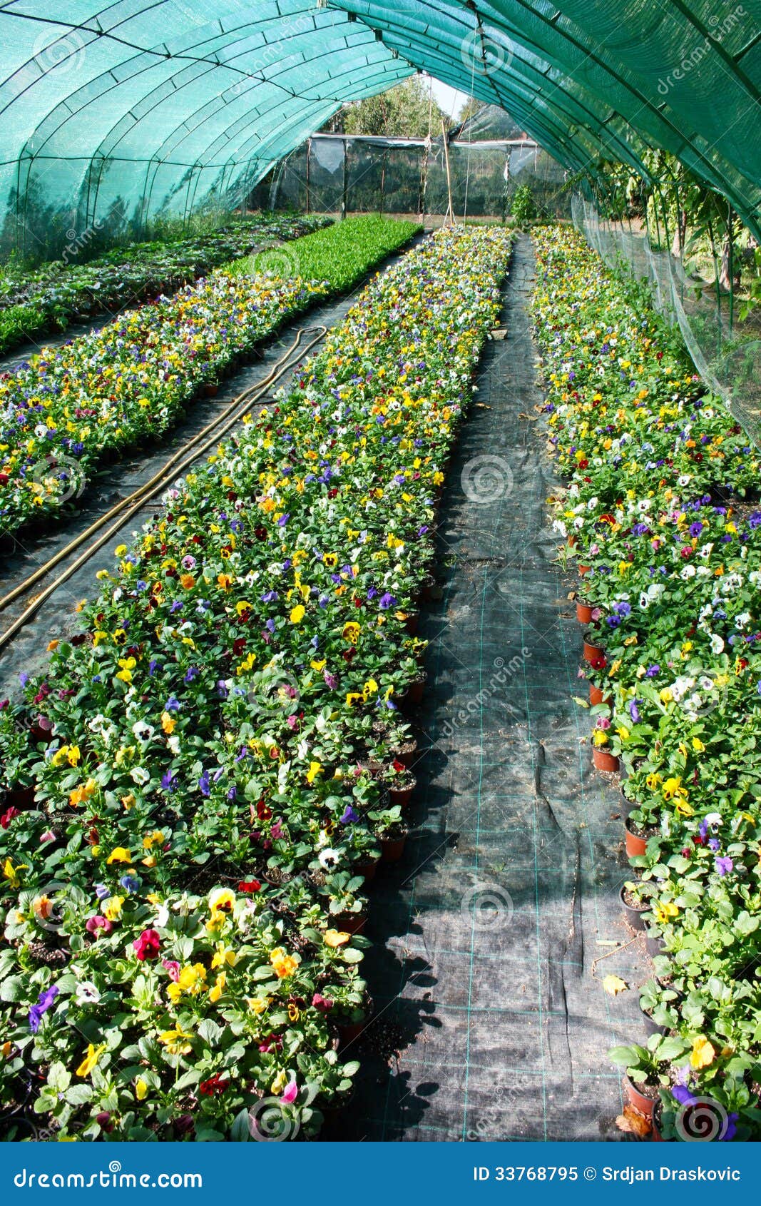 Flower production stock image. Image of agricultural - 33768795
