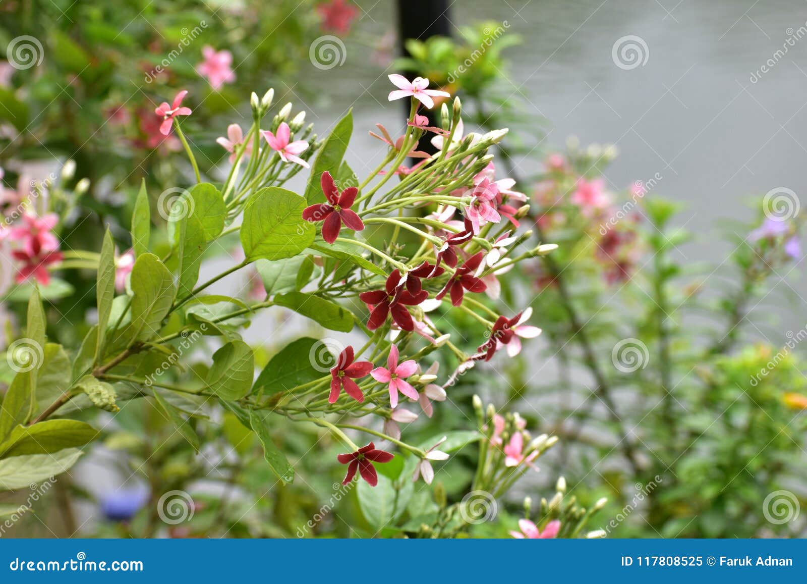 Projapoti Stock Photos - Free & Royalty-Free Stock Photos from Dreamstime