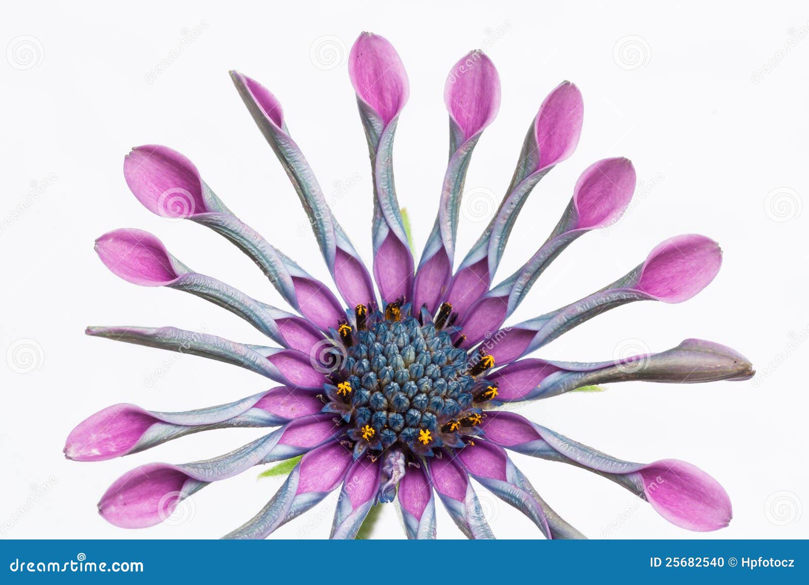 Flower propeller stock photo. Image of propeller, color - 25682540