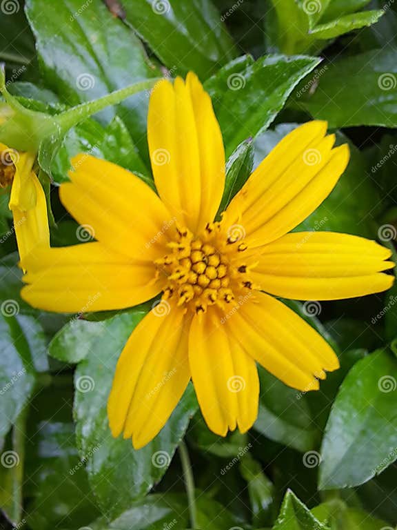 The Flower propeller stock photo. Image of flowerstagram - 292564096