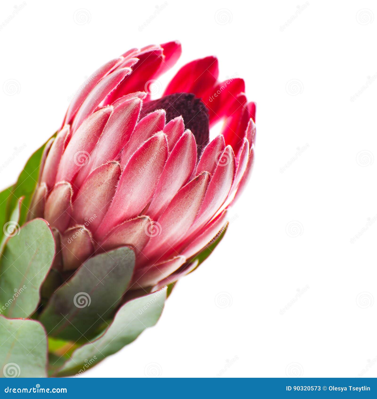 Flower Protea Close-up Sideways. Stock Image - Image of fresh, side ...