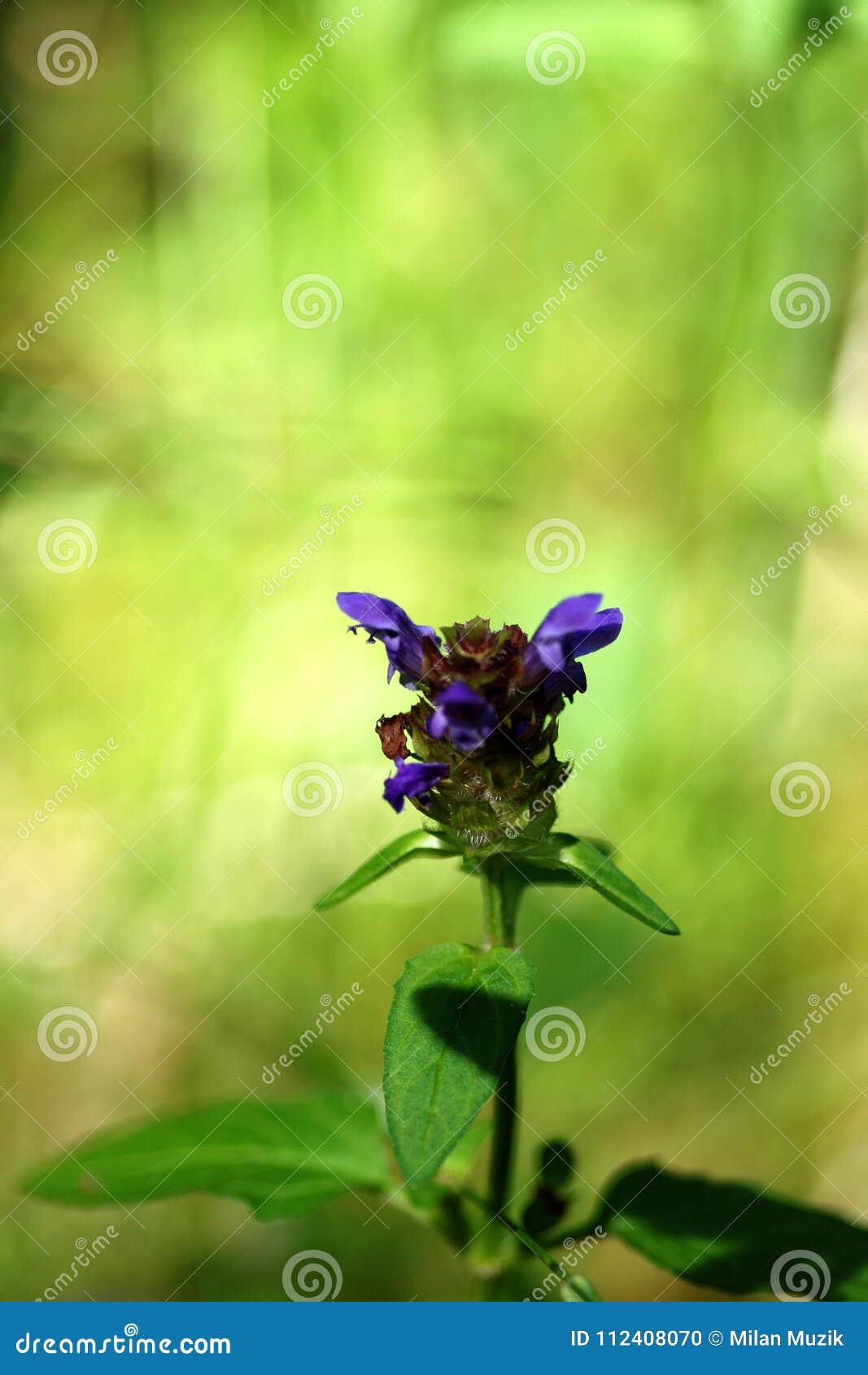 Flower prunella vulgaris stock photo. Image of nature - 112408070