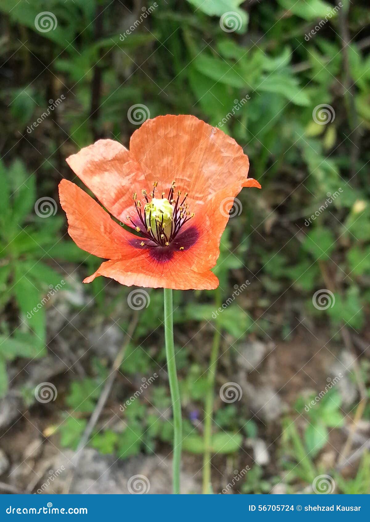 Flower in punjab stock photo. Image of awesome, punjab - 56705724