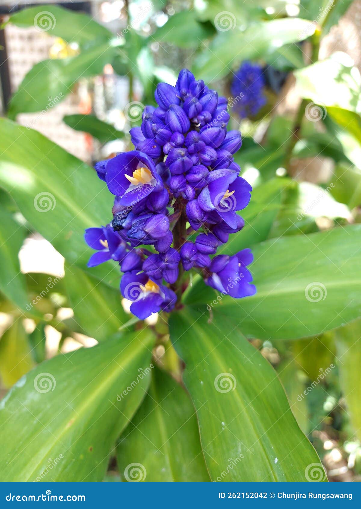 Flower puple stock photo. Image of plant, garden, wildflower - 262152042