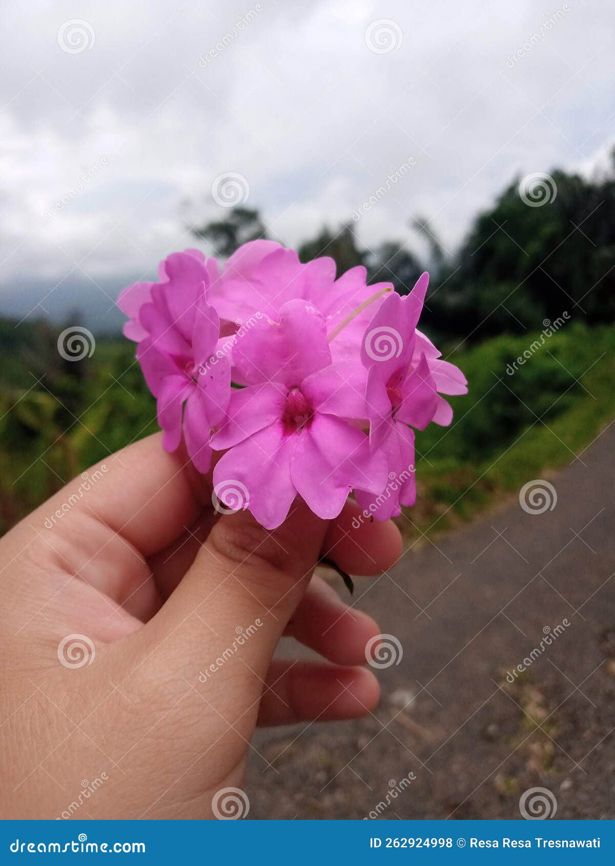 The Flower of the Purity of Love and Sincerity of Affection. Stock ...