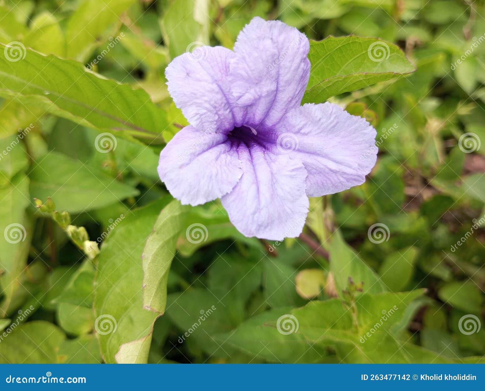 Flower purple bunga stock photo. Image of nature, meadow - 263477142