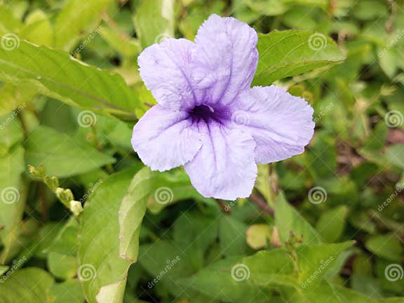 Flower purple bunga stock photo. Image of nature, meadow - 263477142