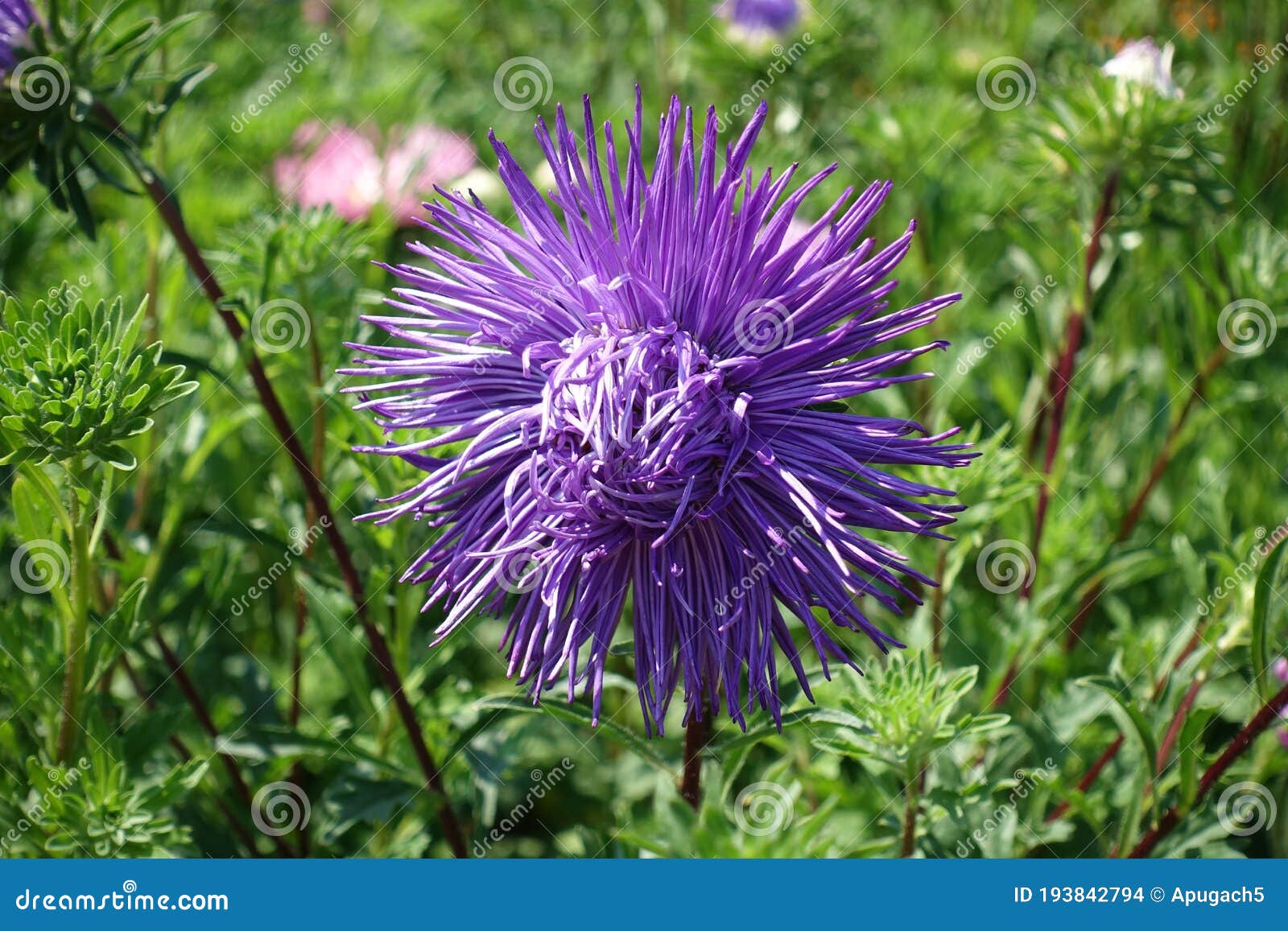 Flower of Purple China Aster with Thread-like Petals Stock Photo ...