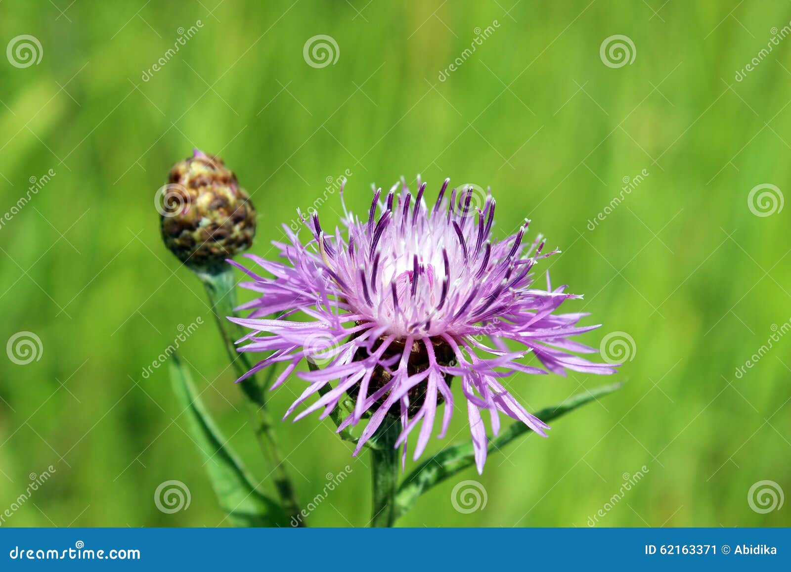 Flower purple cornflower stock image. Image of rural - 62163371