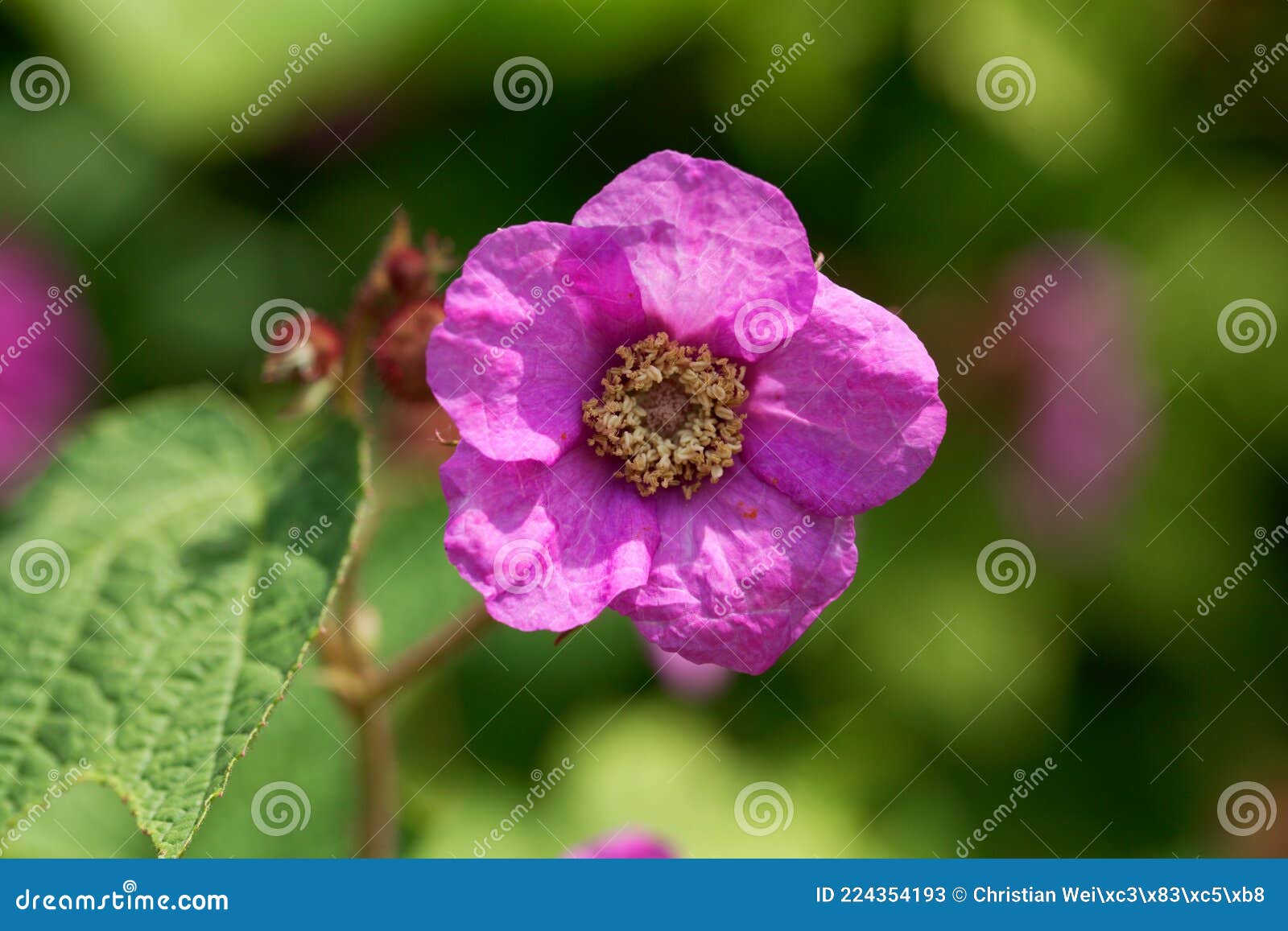 Flower of a Purple Flowered Raspberry, Rubus Odoratus Stock Image ...