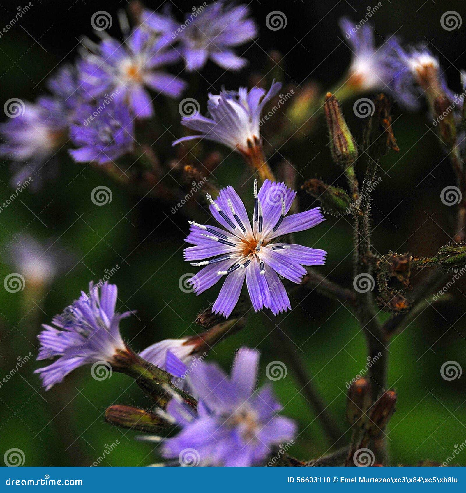 Flower stock photo. Image of natural, turkey, nature - 56603110