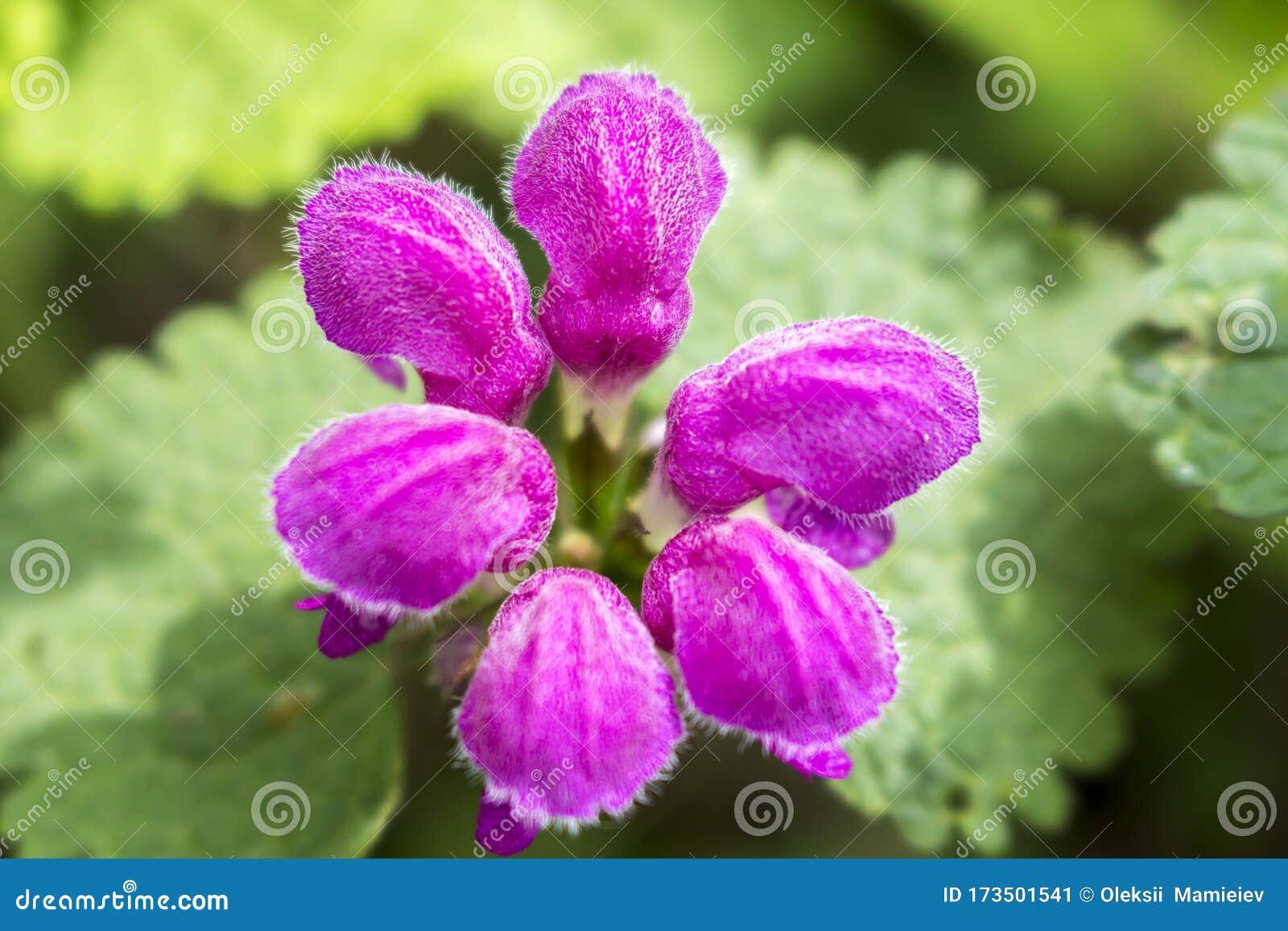 Flower with Purple Inflorescence Capitate Stock Image - Image of ...