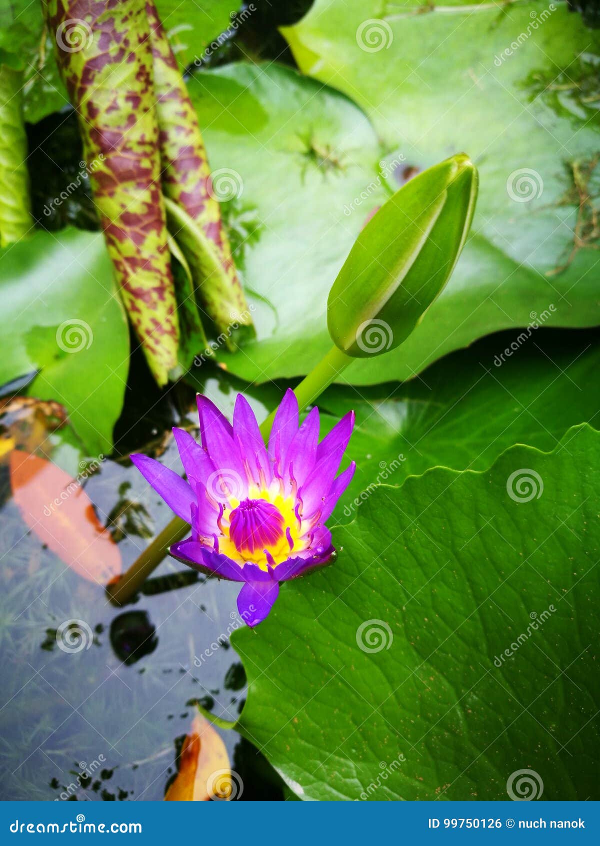 Flower stock photo. Image of home, lotus, purple, flower - 99750126