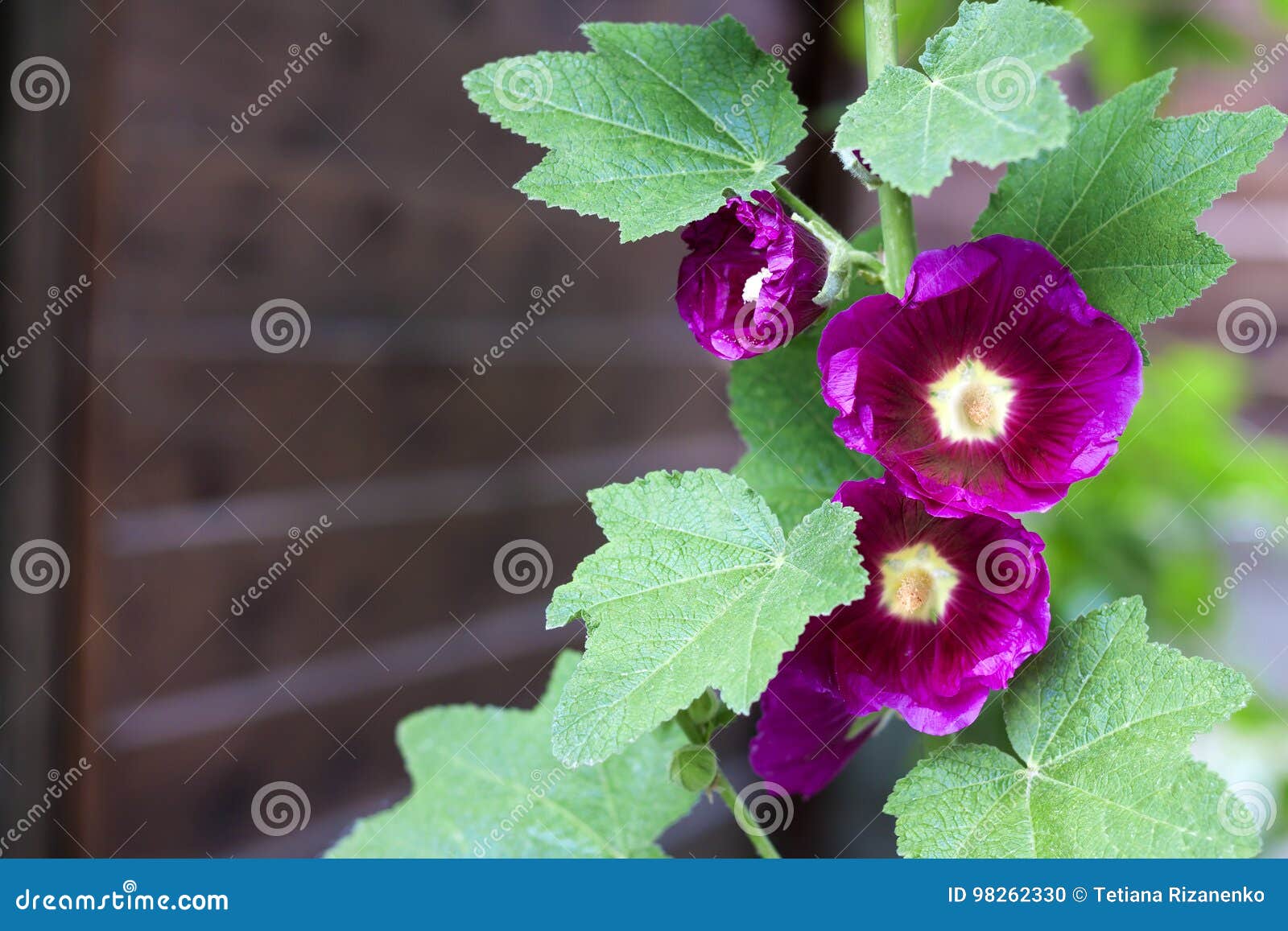 Flower of Purple Mallow Closeup Stock Photo - Image of alcea, flower ...