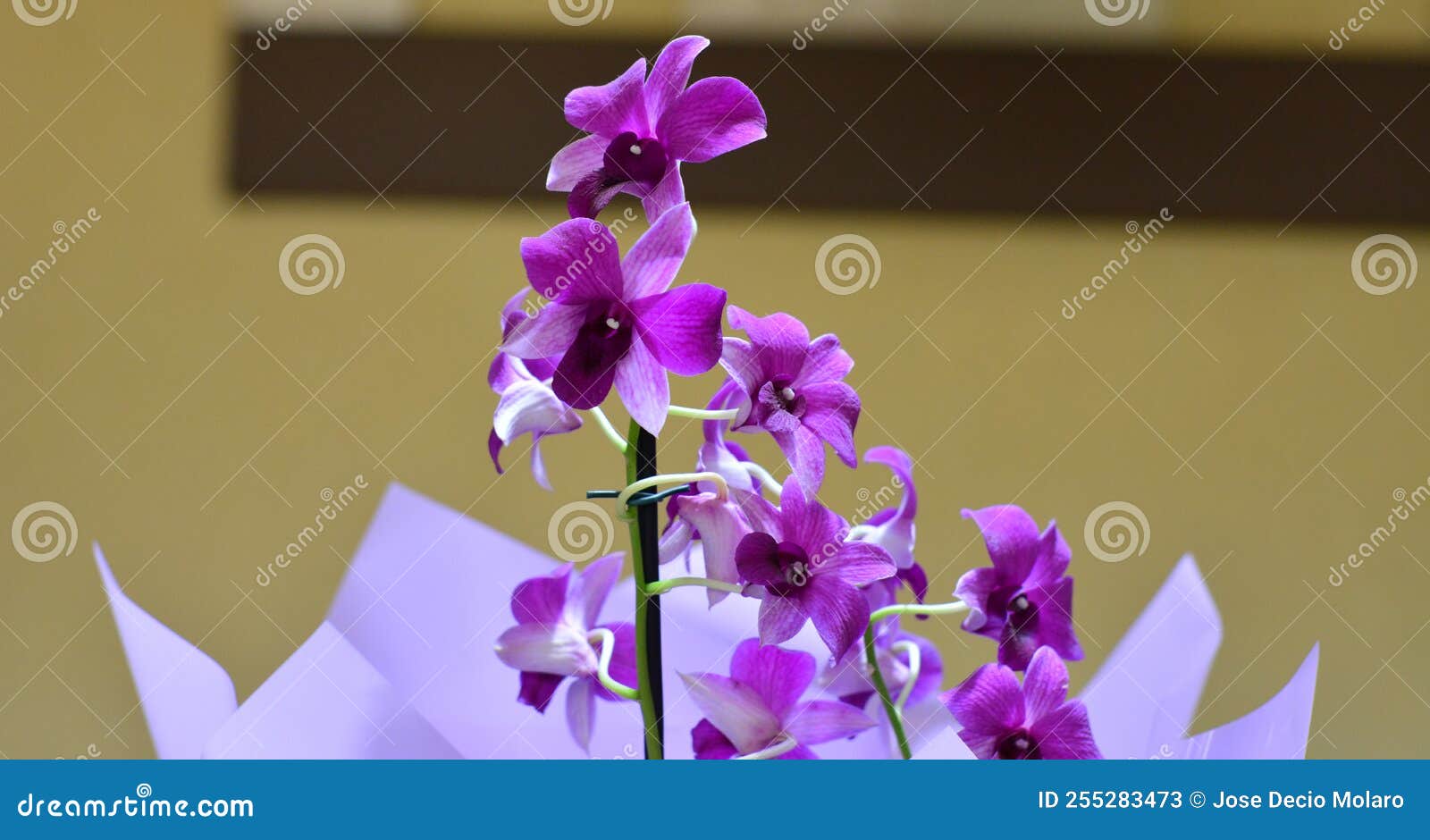 Flower. Purple Orchid with Wrapping Paper, Zoom Photo, with Controlled ...